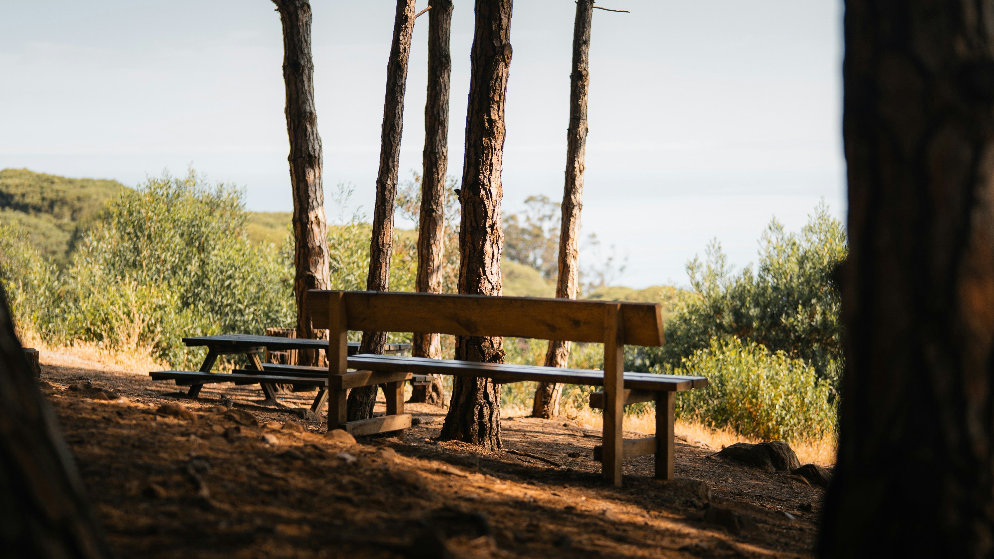 Wooden picnic benches nestled among tall trees in a serene outdoor setting. The scene invites relaxation and connection with nature.