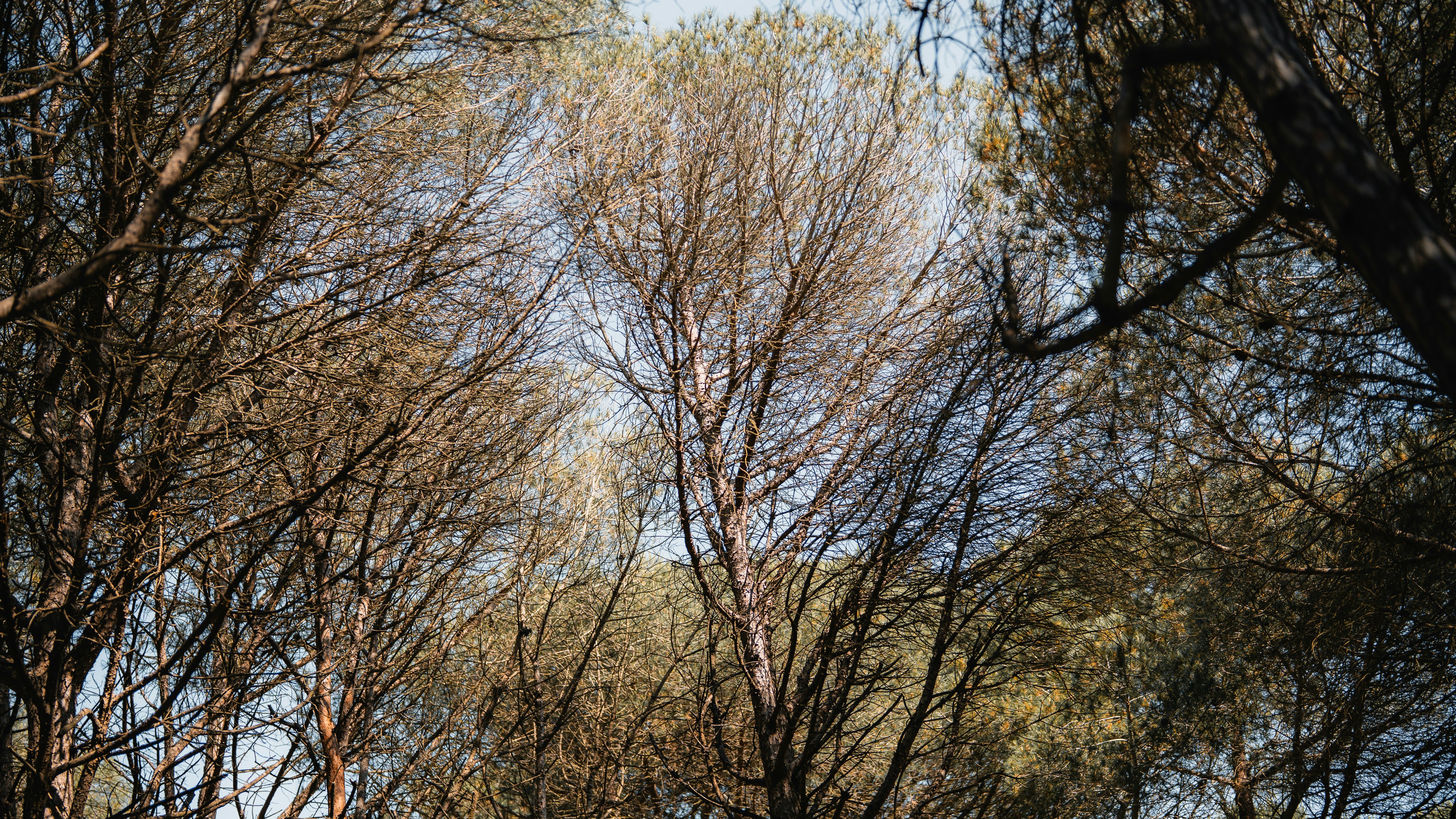 Branches of trees reach toward a bright sky.