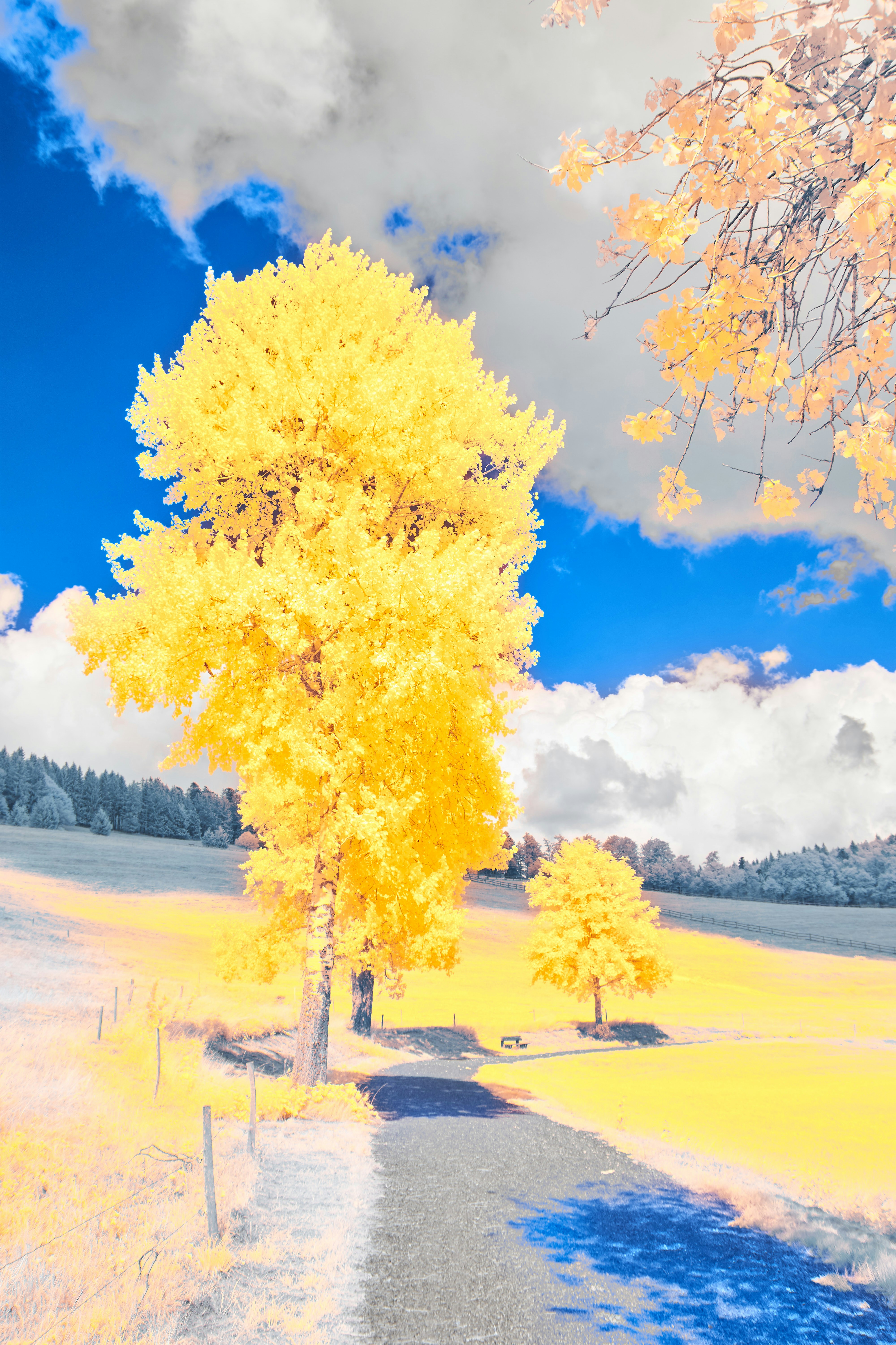 Golden Giant by the Path: An Infrared Autumn Landscape