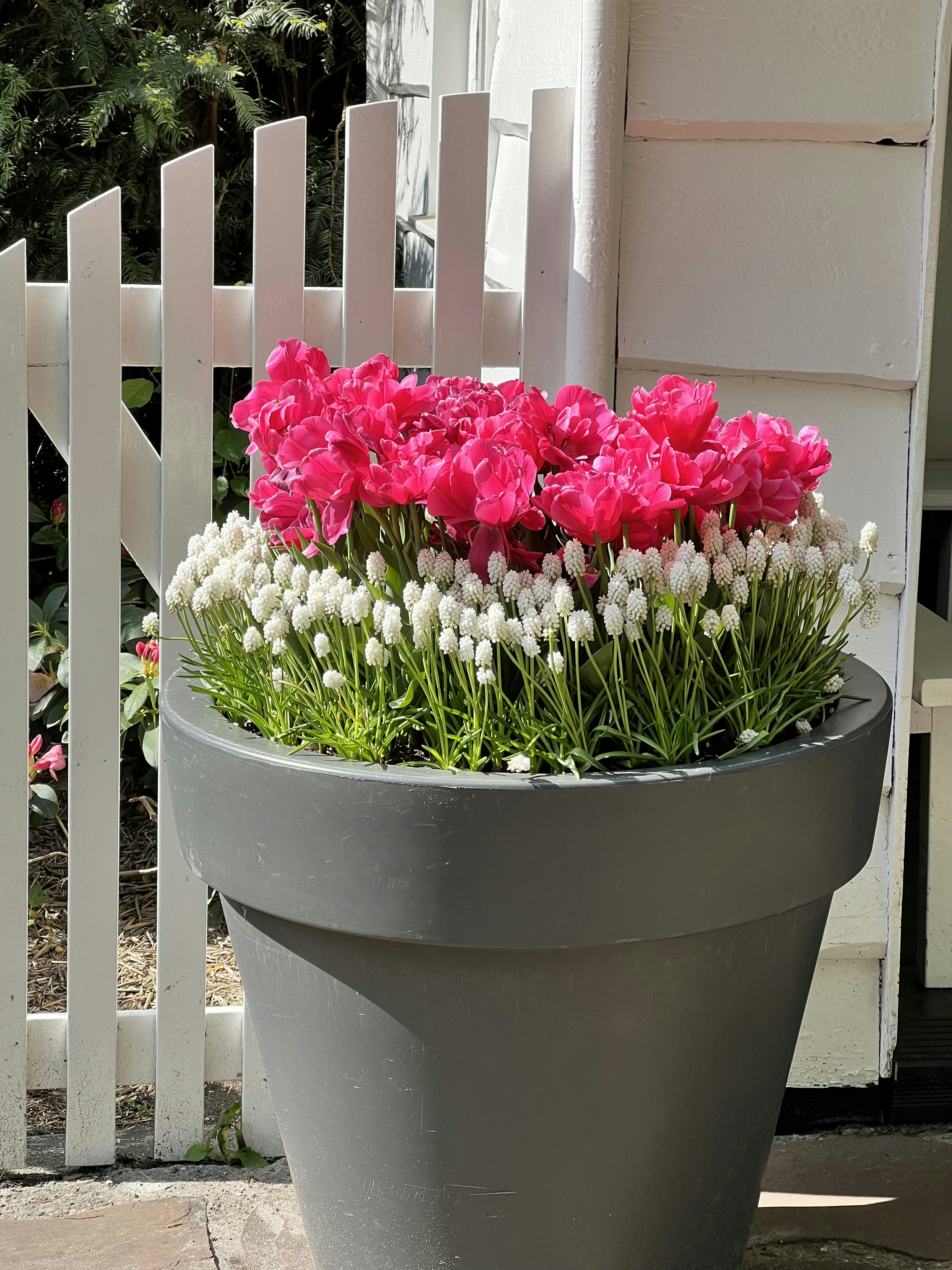Pink Tulips in a Round Gray Planter by a Sunlit White Fence