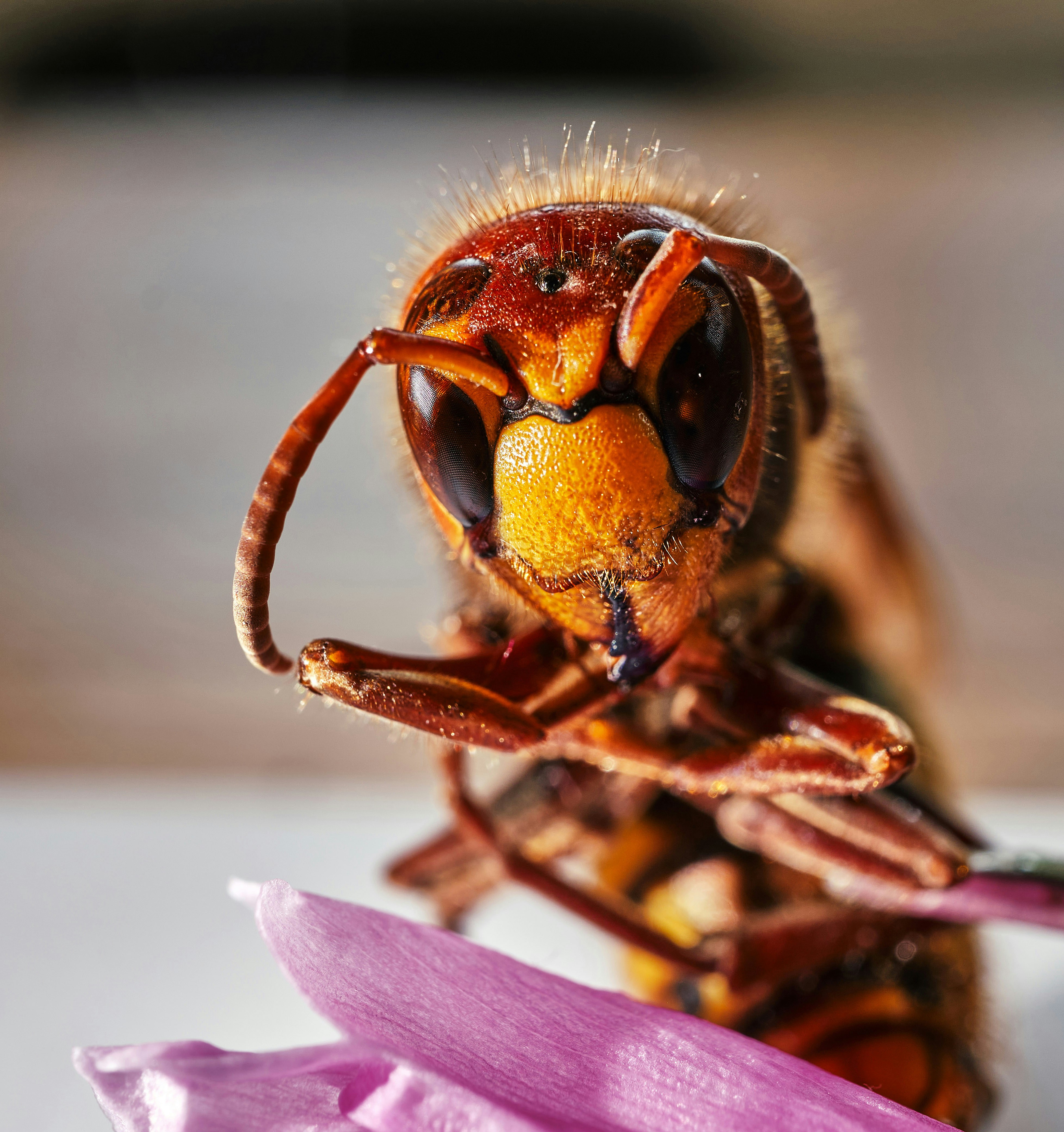 Intricate Details of Nature's Artisan