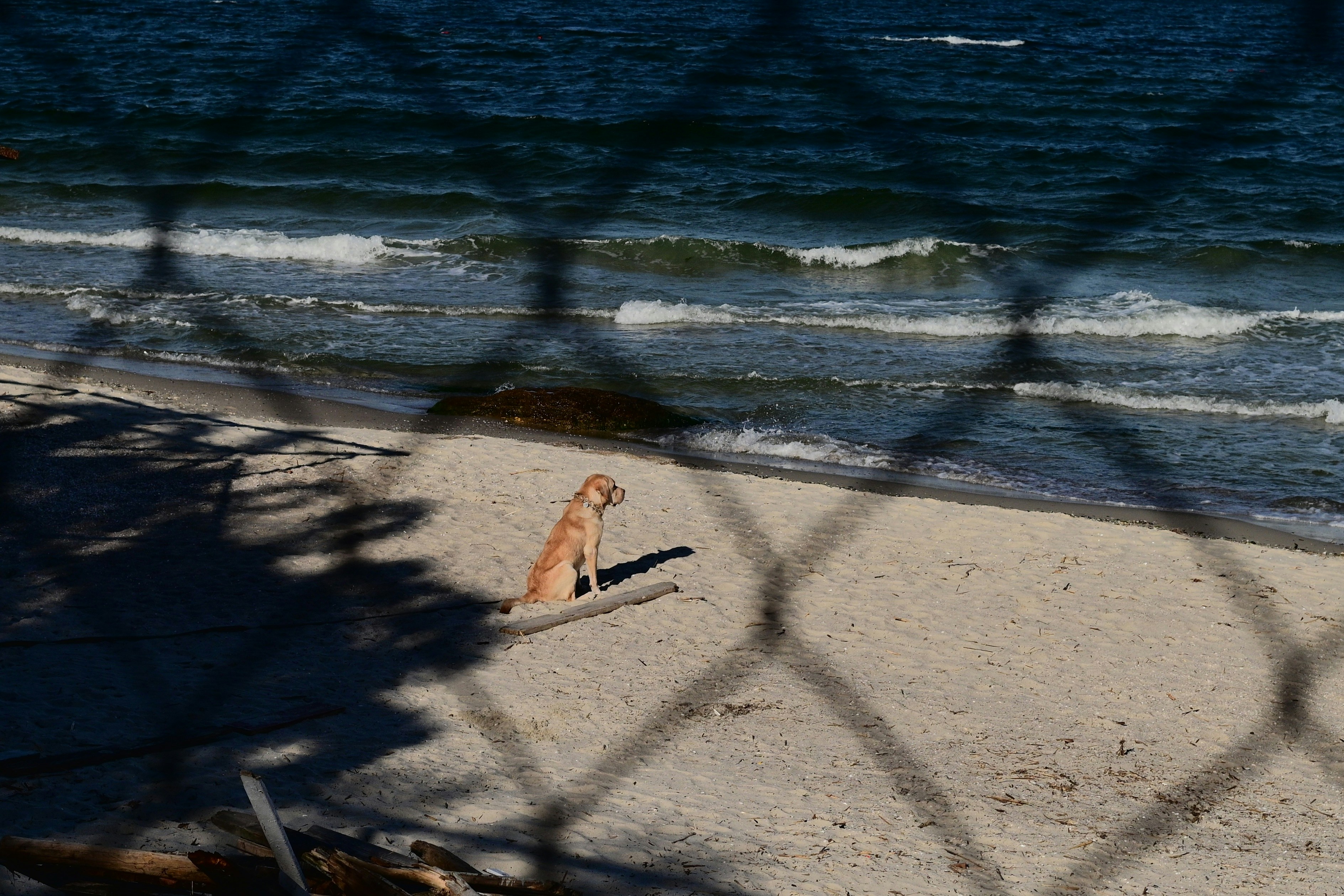 Beach scene viewed through a diamond-patterned fence, which creates a strong foreground element and a sense of looking in. A lone golden retriever sits on the sandy shore, positioned slightly off-center to the left. The dog is partially shaded by what appears to be a tree or structure, casting a distinct shadow across the sand. Beyond the beach, the dark blue sea stretches out, with visible waves breaking near the shoreline under a clear sky.