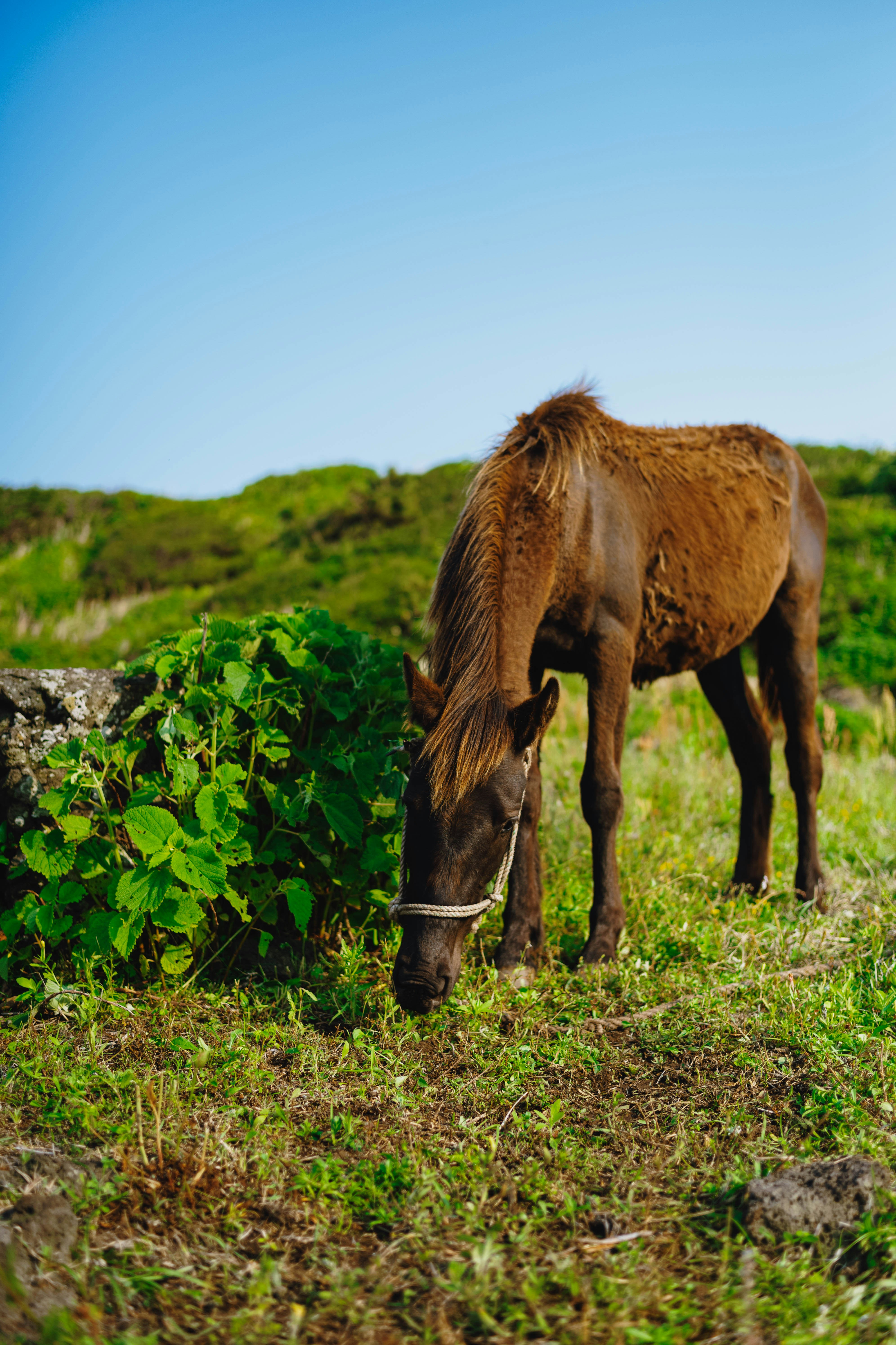 A brown horse grazing peacefully amidst lush green foliage and rocky terrain under a clear blue sky.