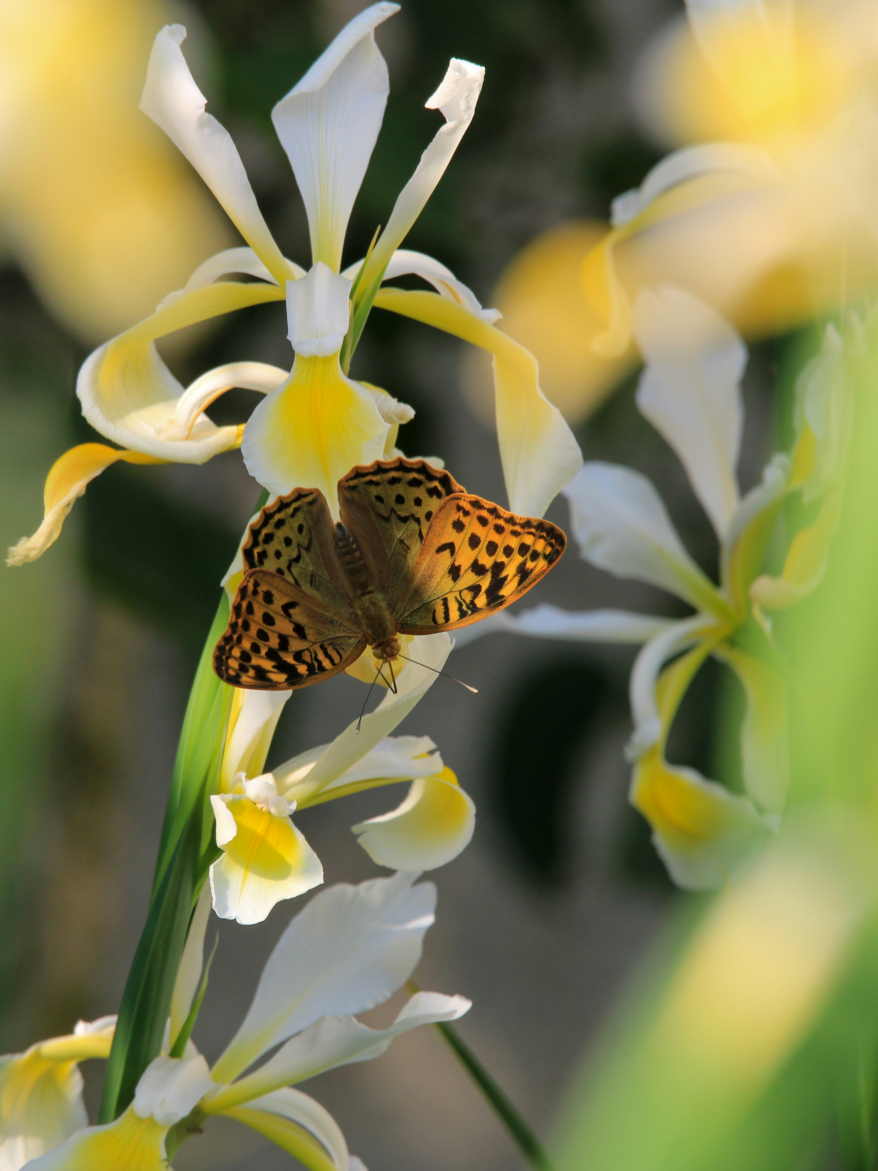 Nature's Delicate Dance: A Butterfly's Embrace