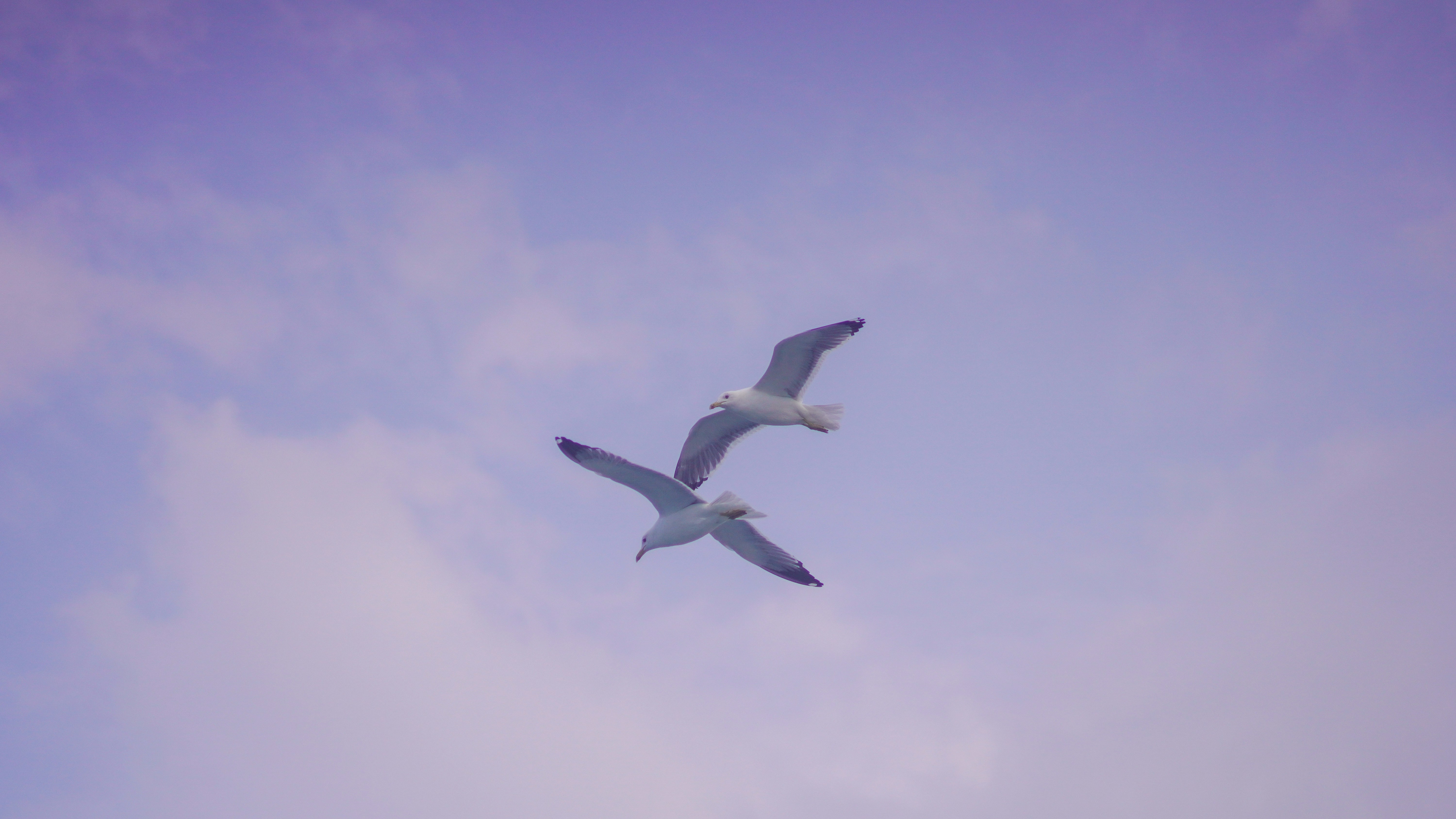 Elegance in Flight: A Dance of Seabirds