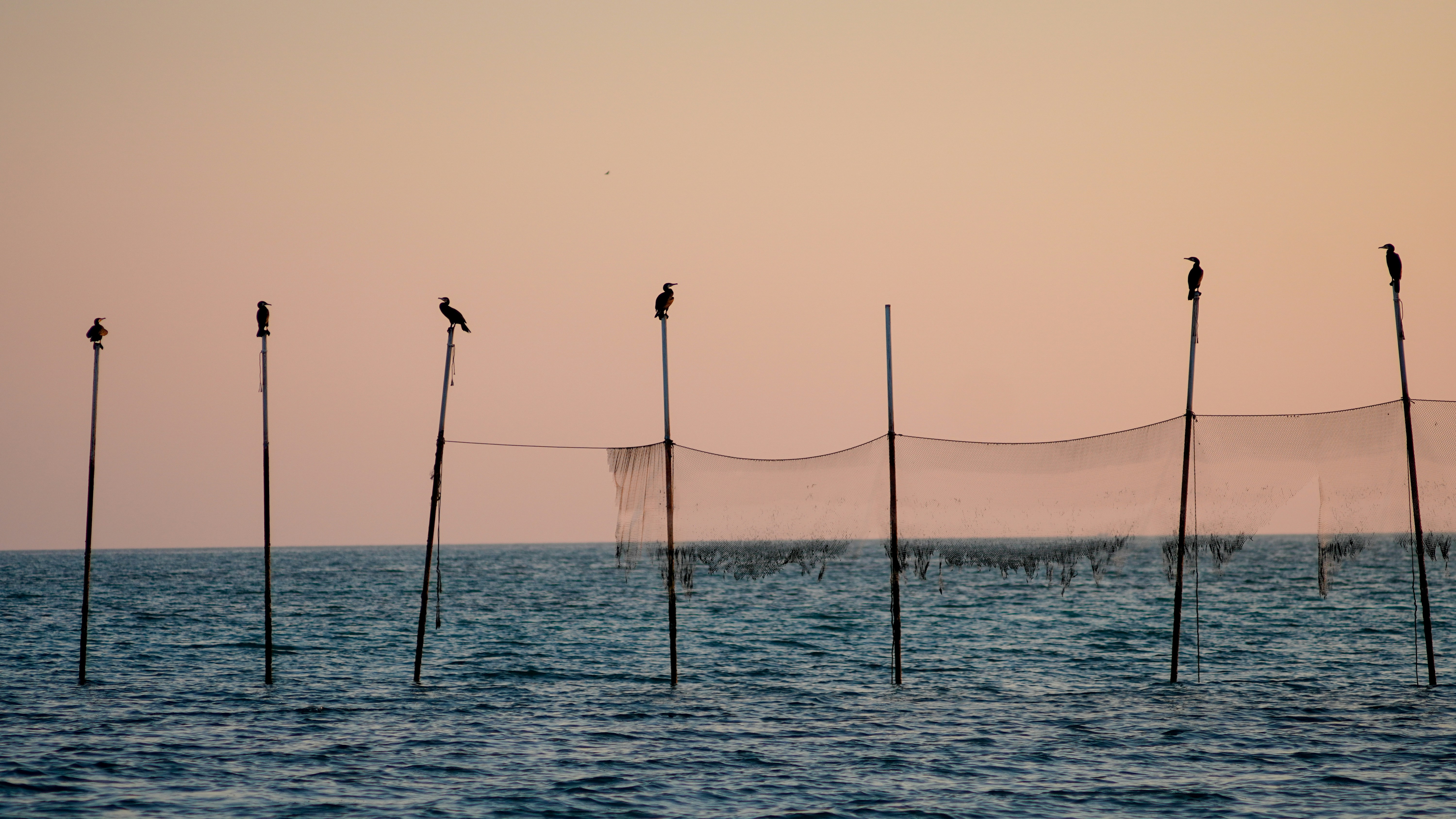 Birds perch on poles in the ocean at sunset.