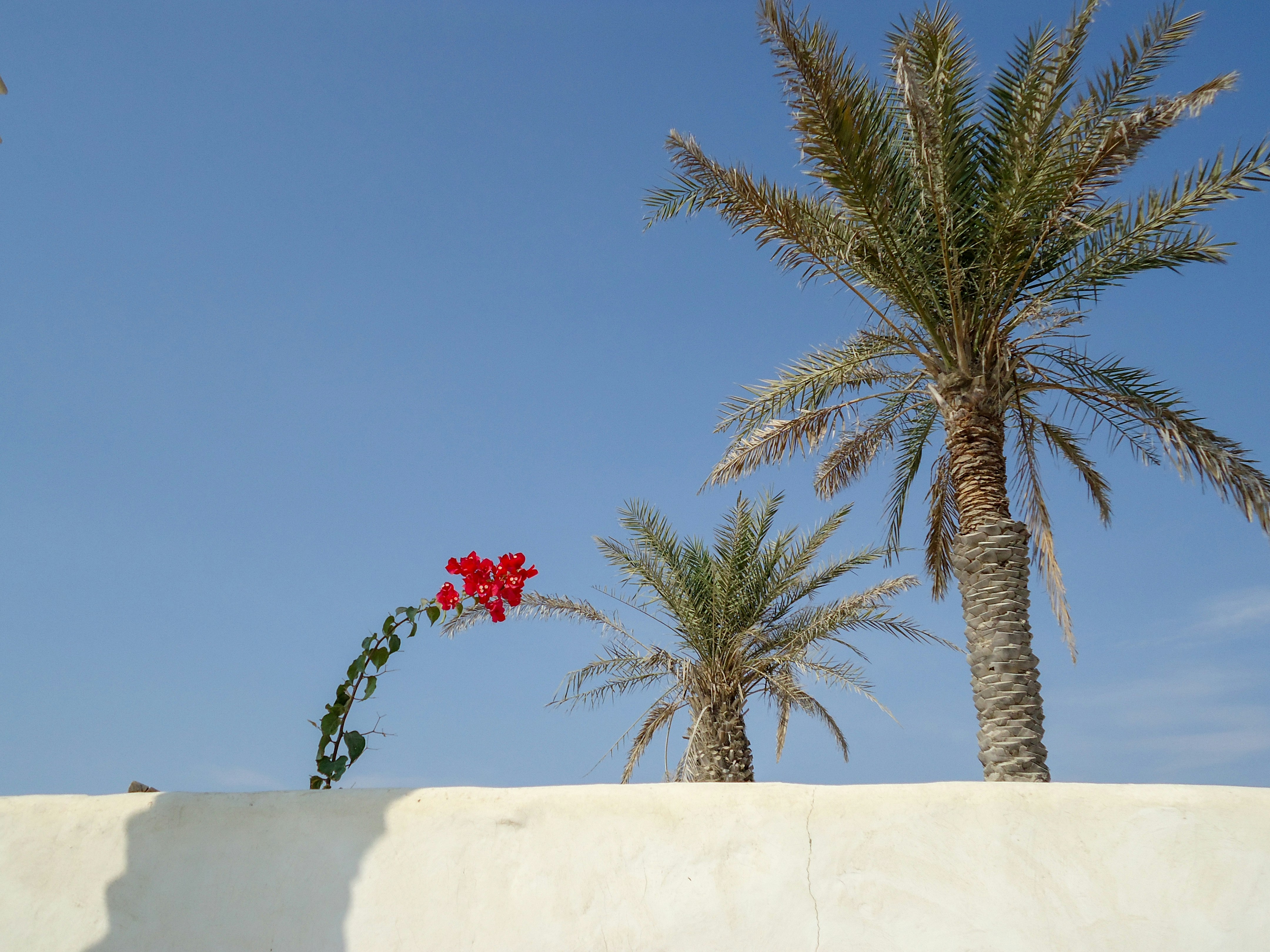 Palm trees and red flowers against a blue sky.