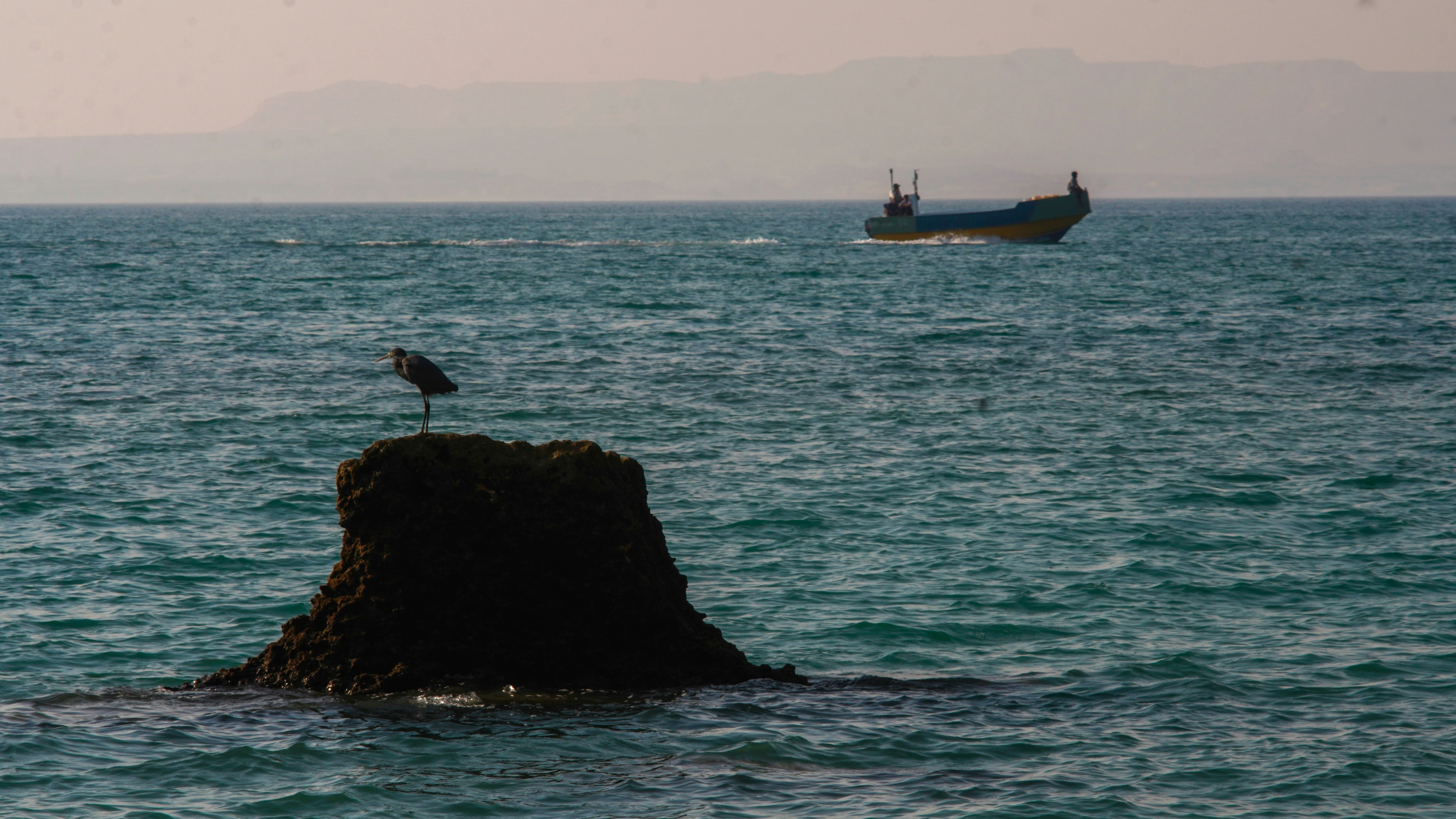 A bird perches on a rock with a distant ship. photo – Free Wallpaper ...