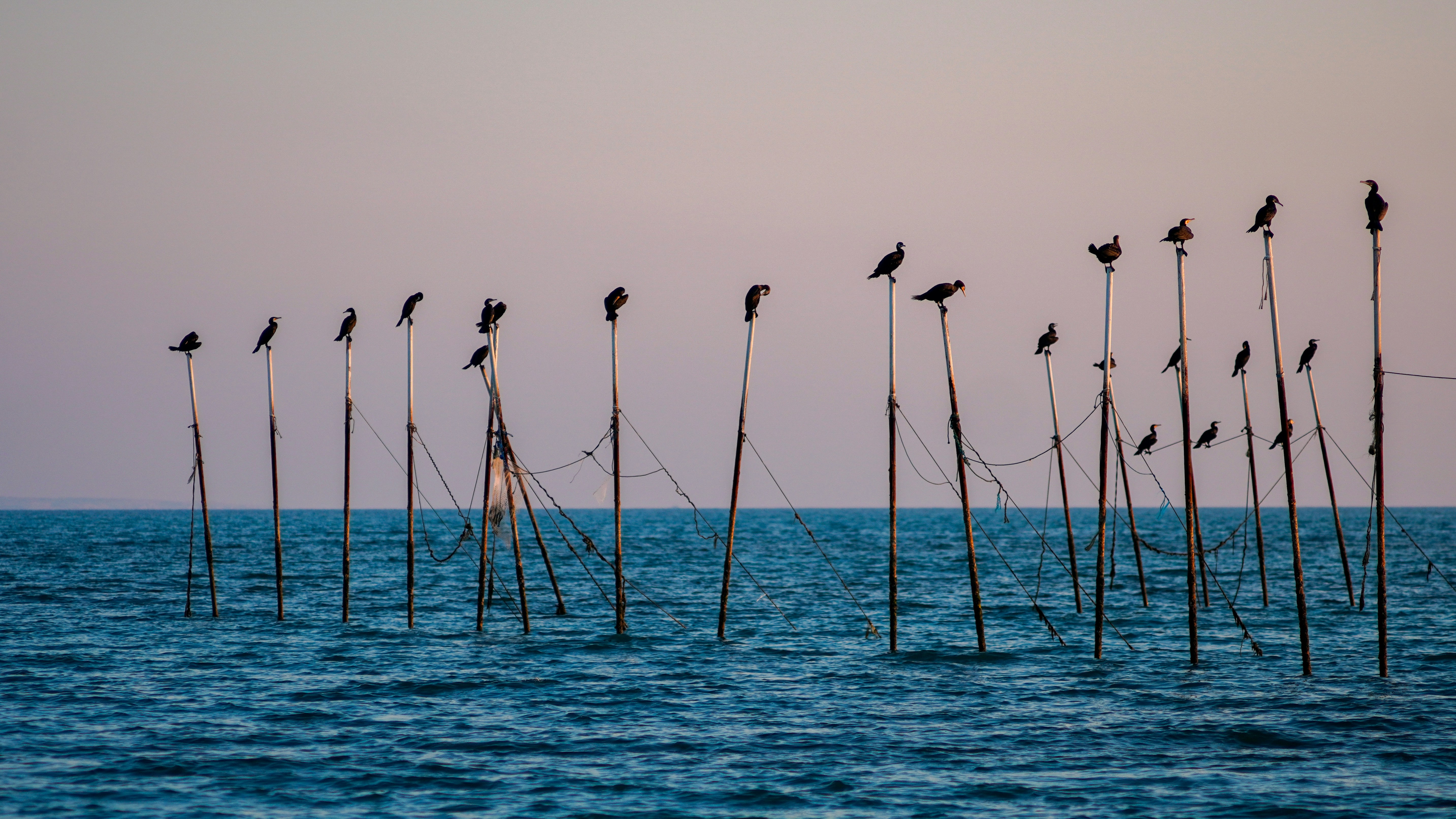 Silhouetted Stilt Birds: Line of Coastal Sentinels Against a Calm Horizon