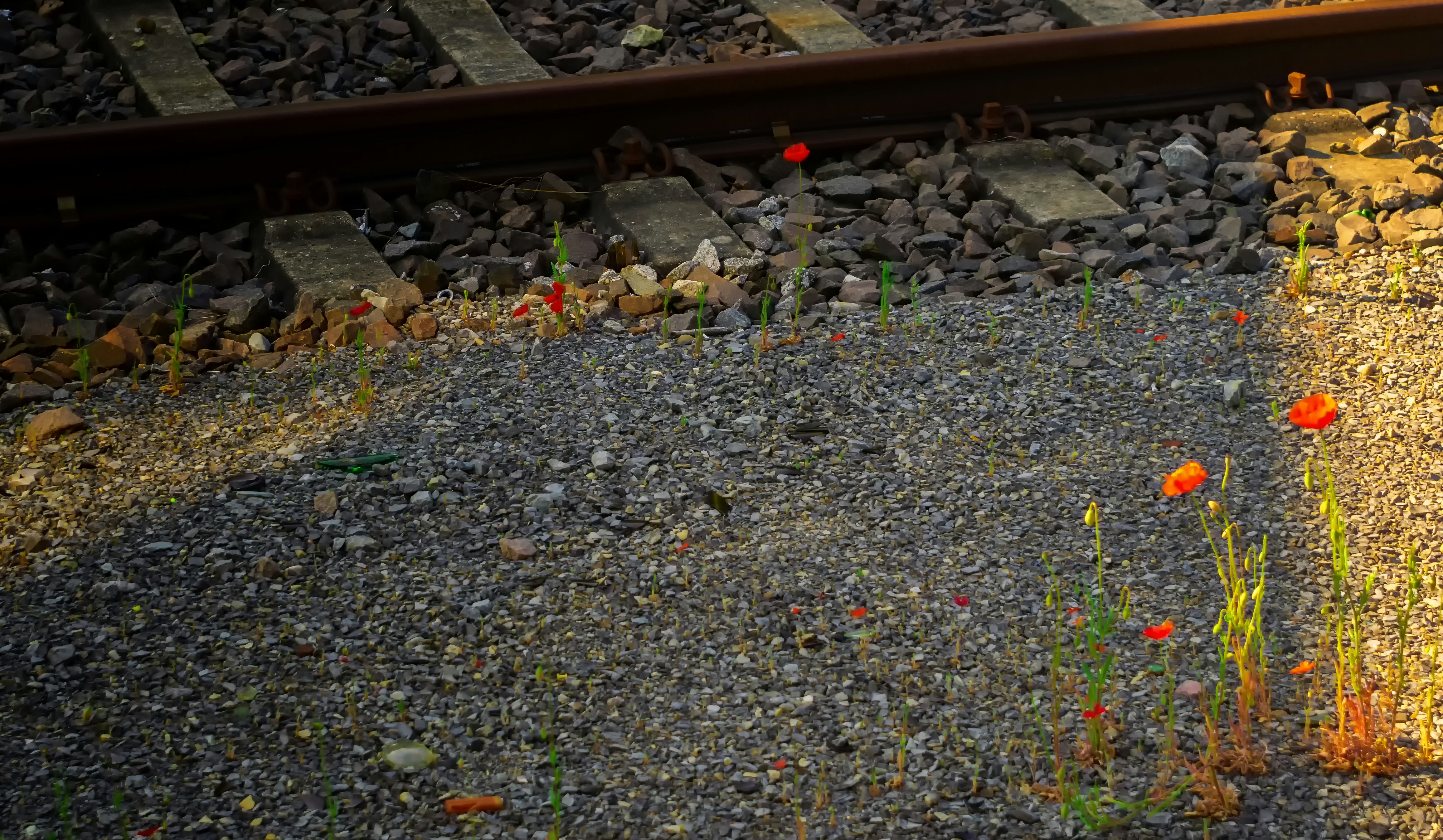 Resilience Amidst the Tracks