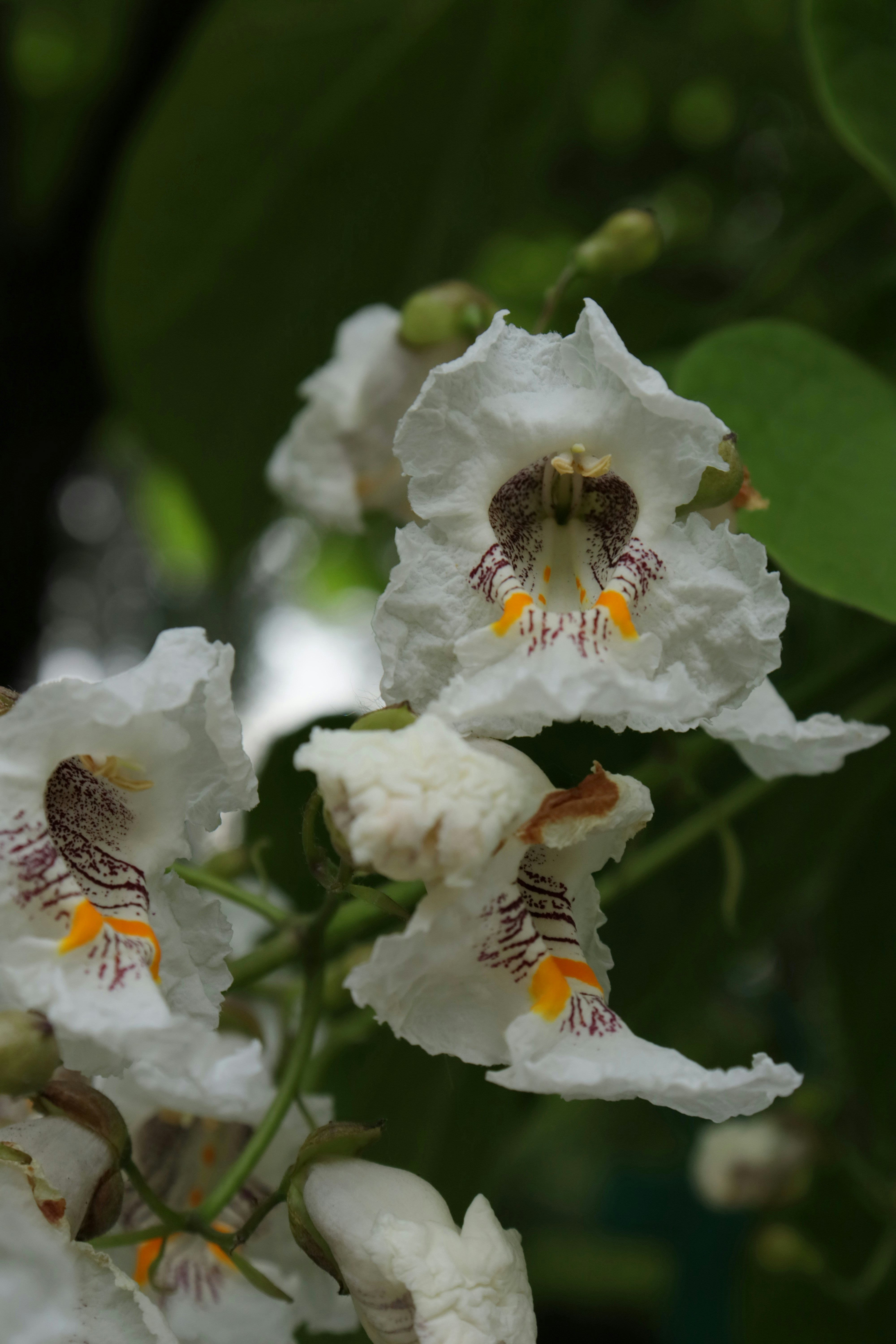 White orchid blooms with intricate maroon and yellow throat amidst green foliage