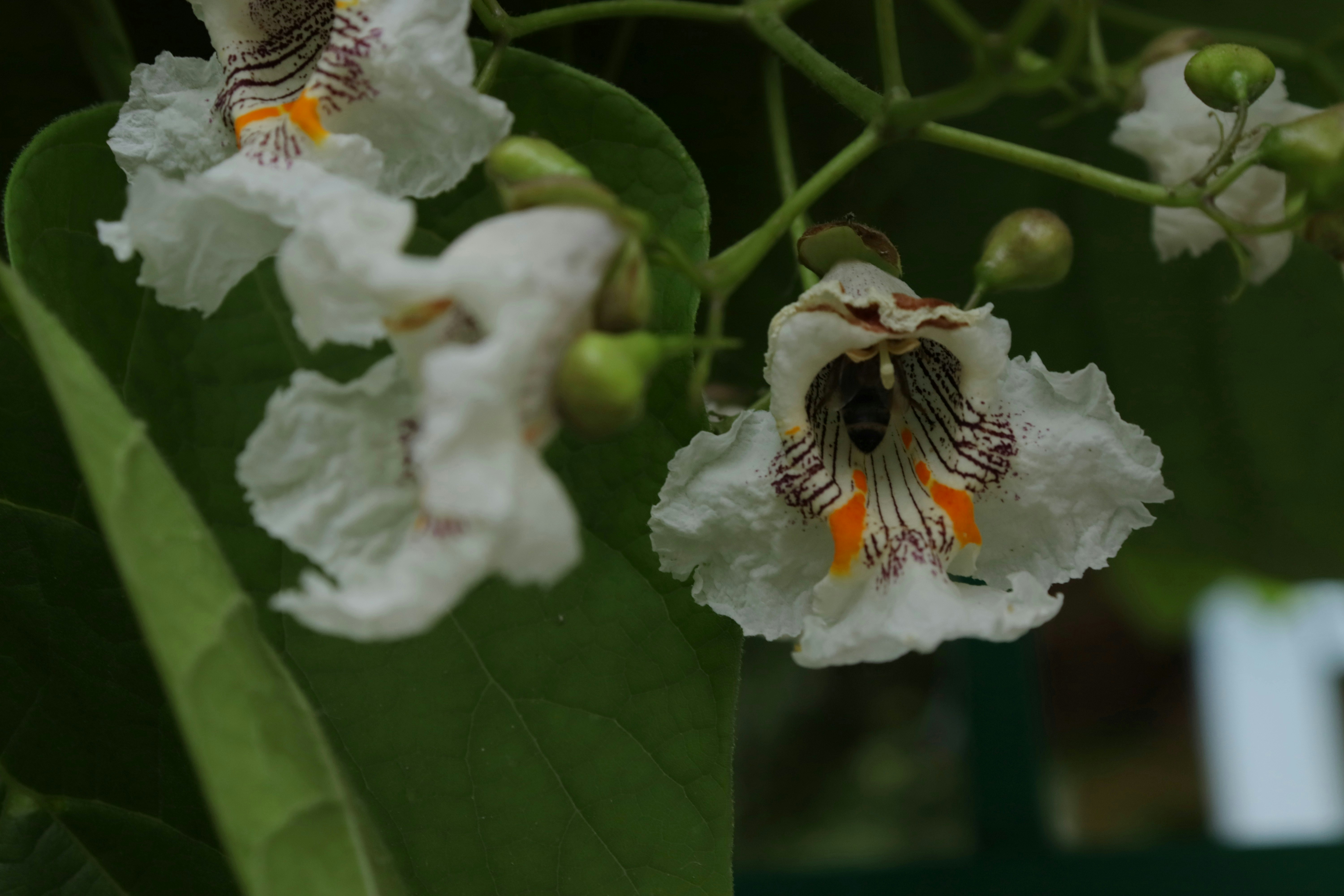 White trumpet flowers with orange accents framed by dark foliage