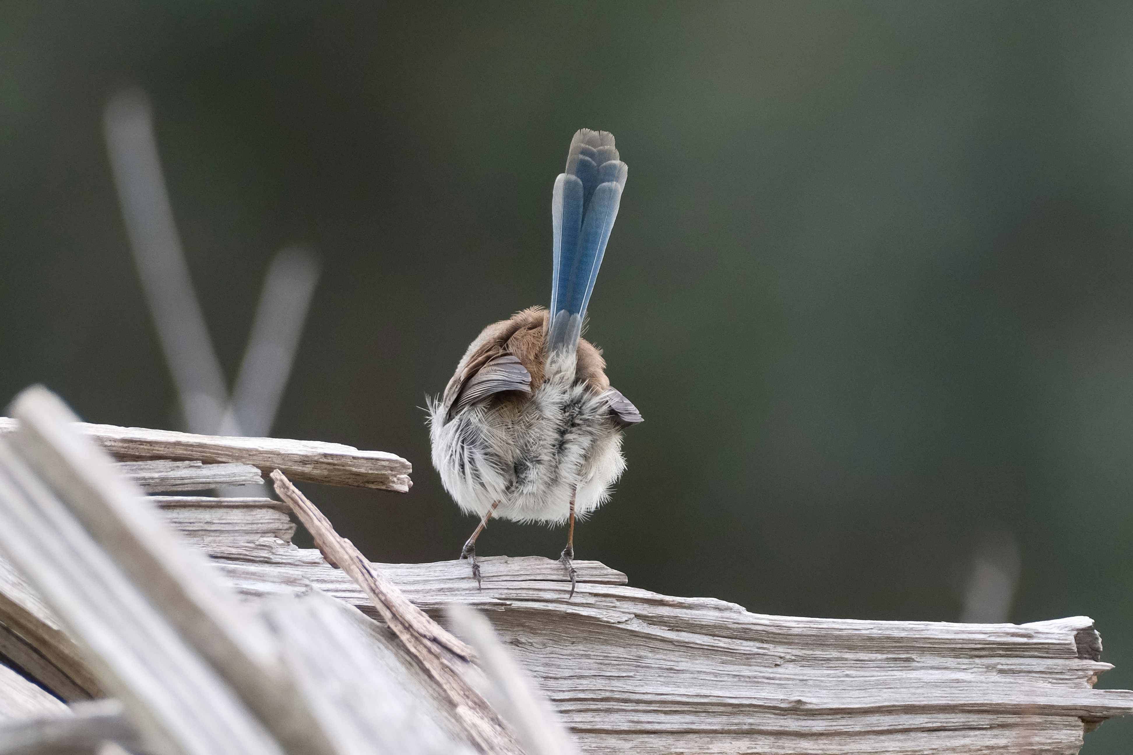Blue-Tailed Perch on Weathered Driftwood