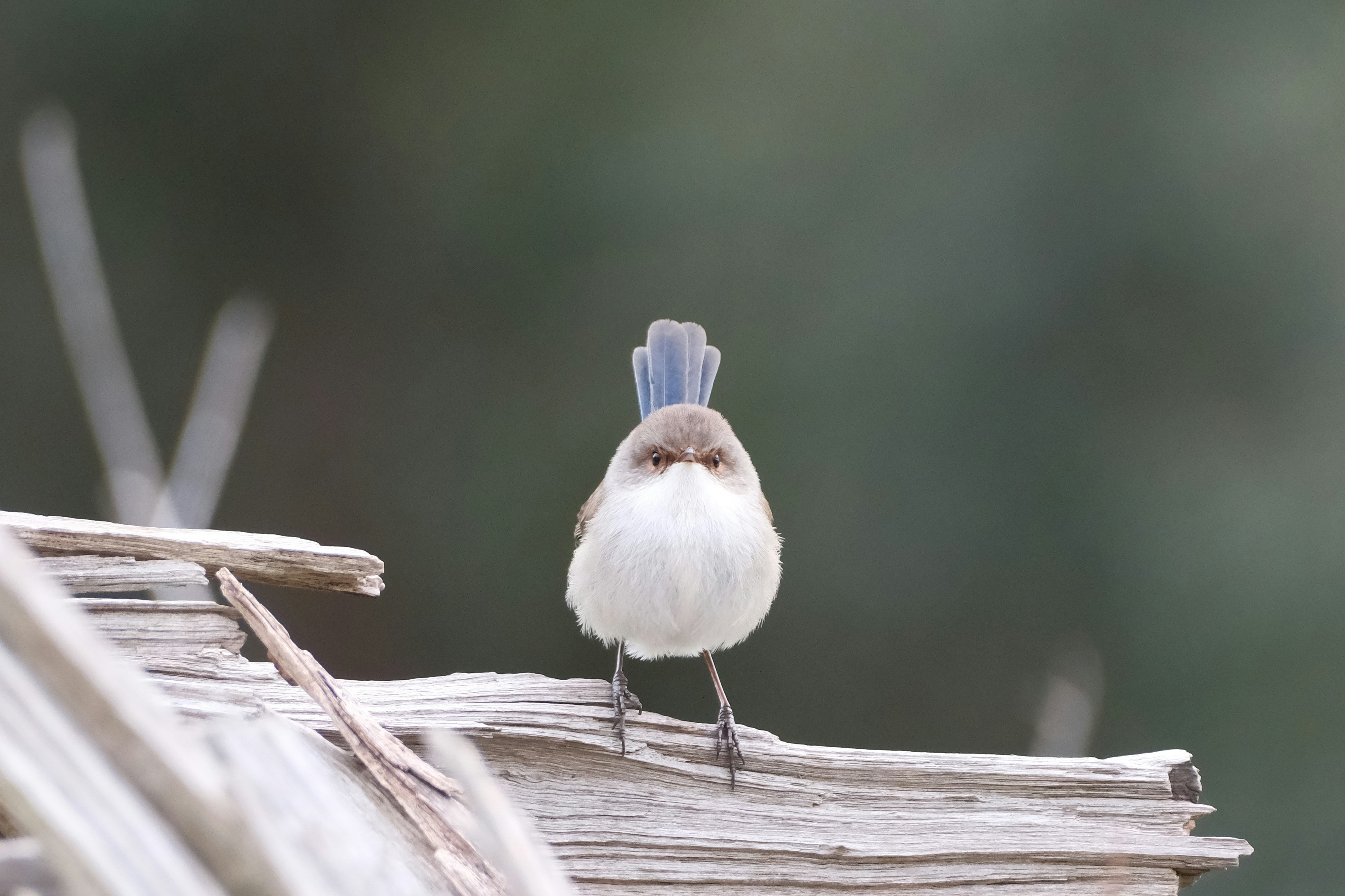 Azure Crest on Weathered Wood: A Tiny Bird’s Moment