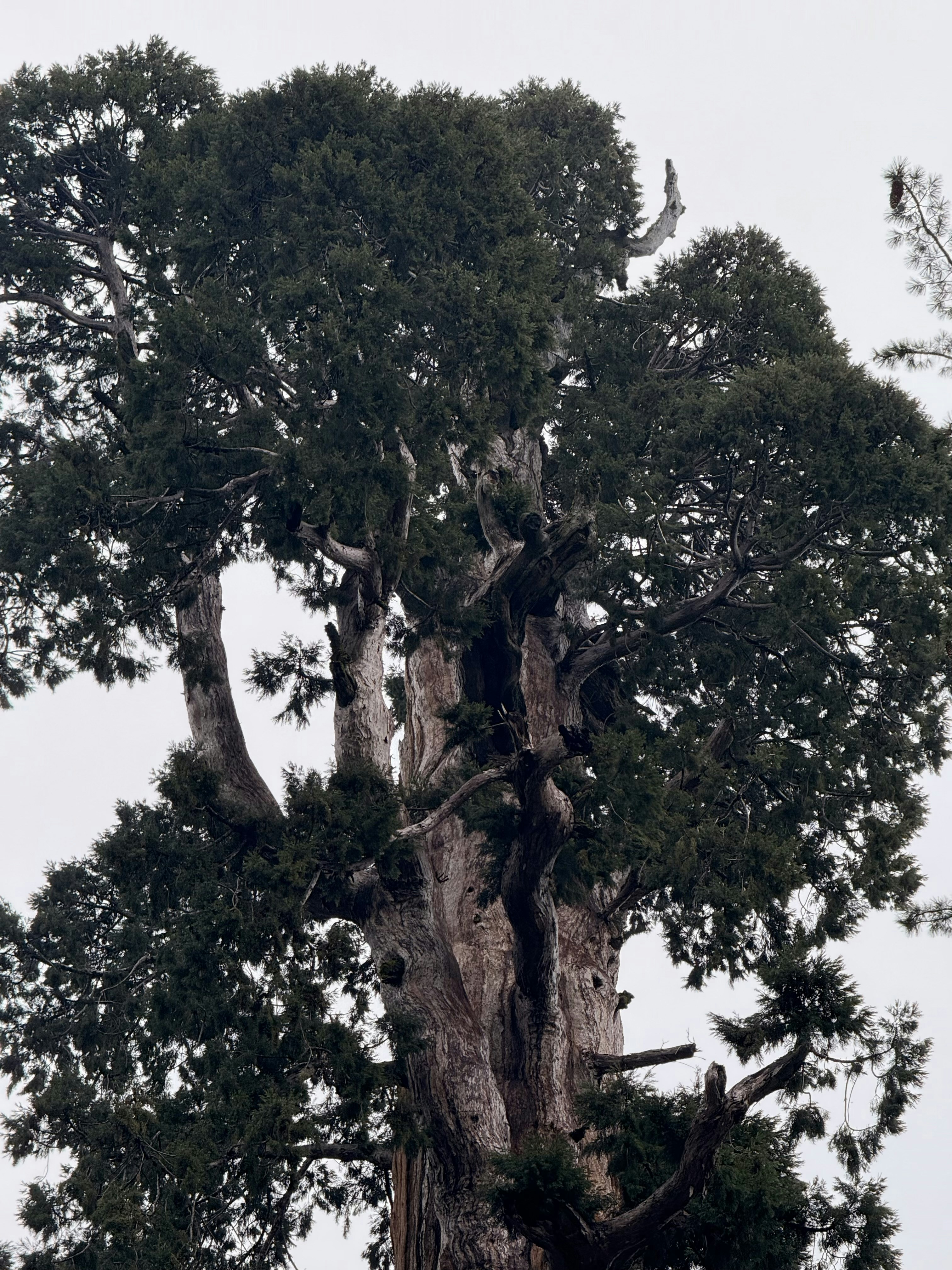 Towering Ancient Sentinel Against a Gloomy Sky