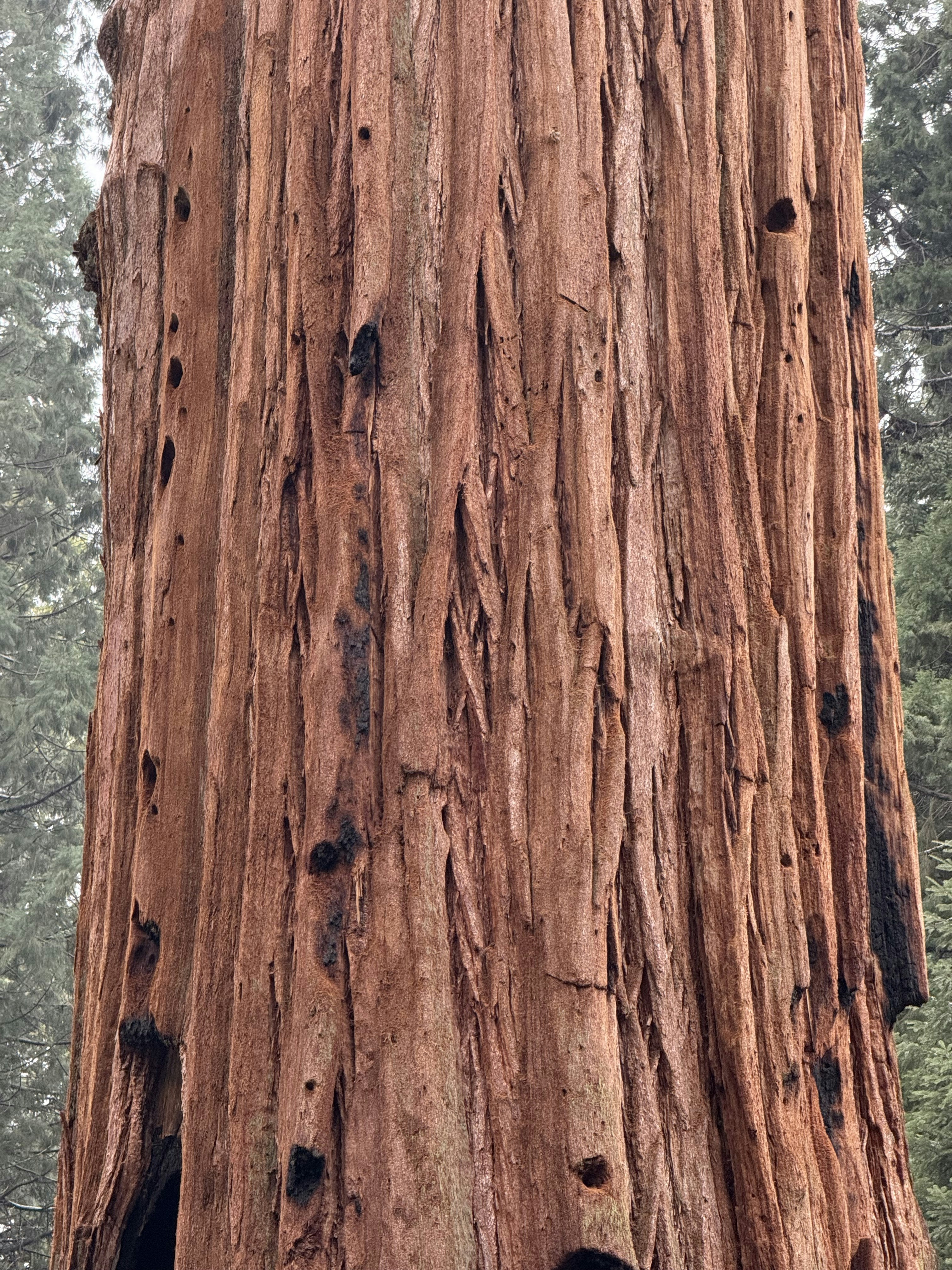 Giant redwood tree bark is shown up close. photo – Free Usa Image on ...