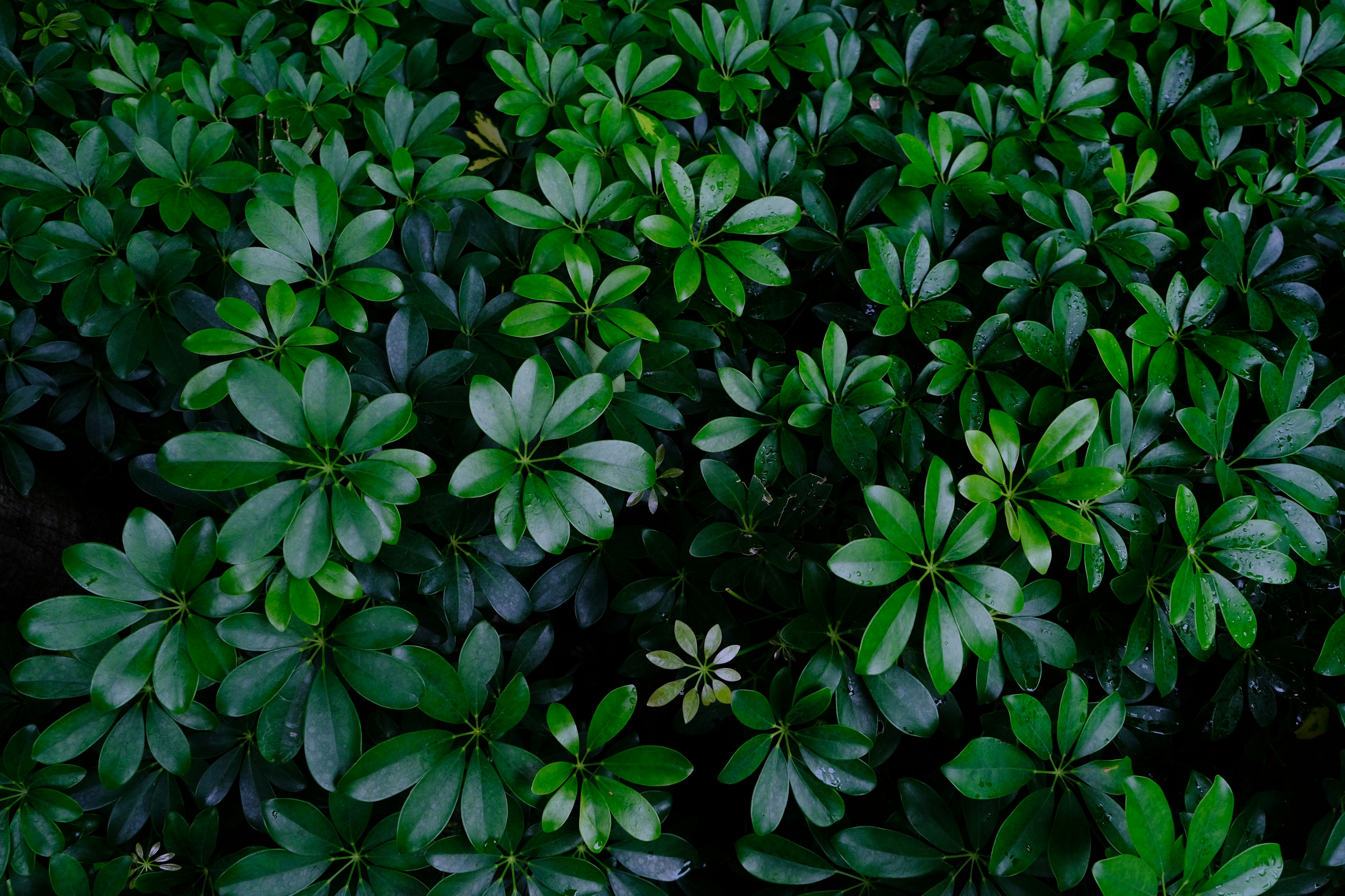 Emerald Rosettes: A Quiet Tangle of Groundcover Leaves