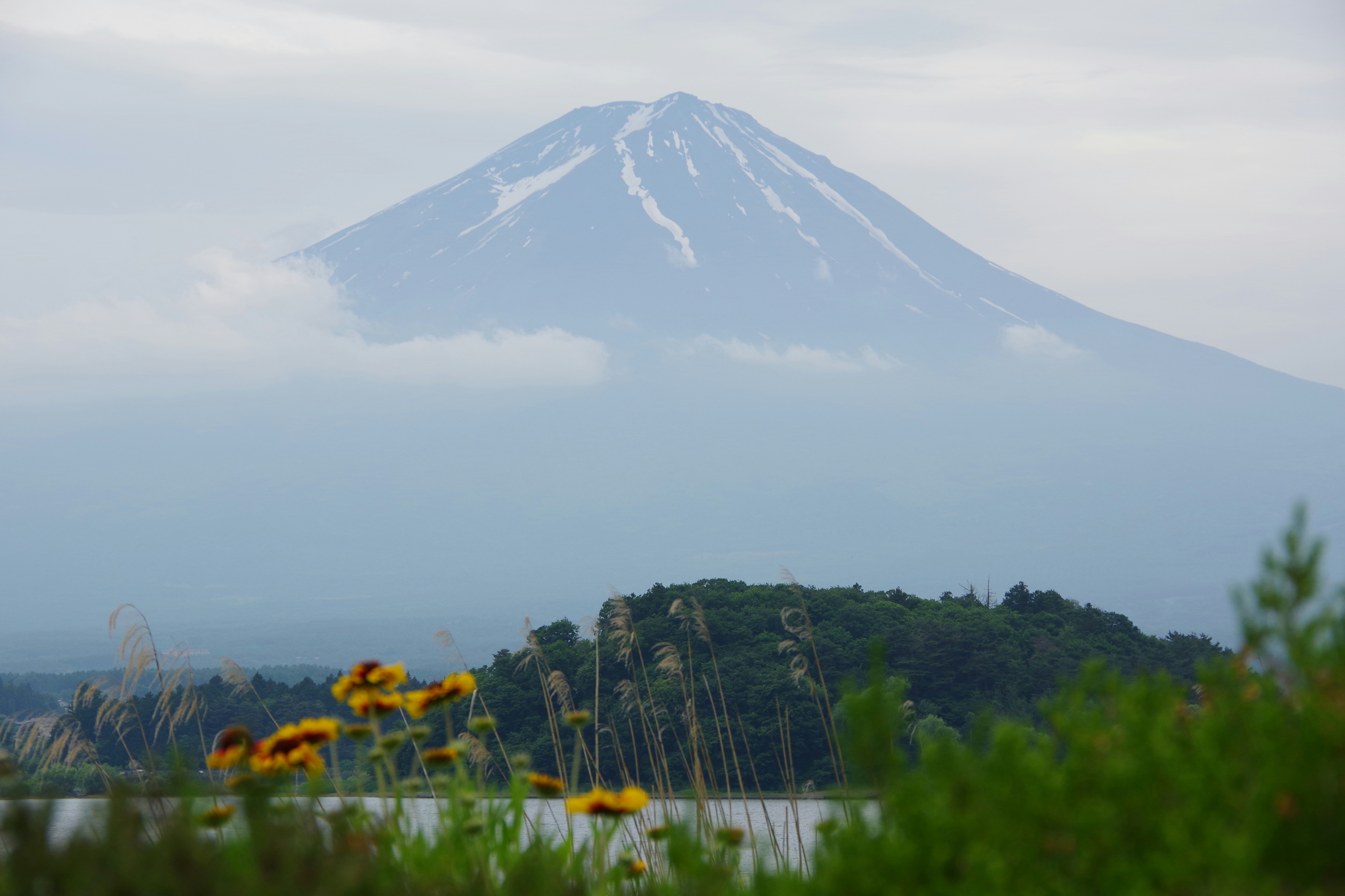 Mount Fuji rises majestically in the background, partially shrouded in clouds, while vibrant wildflowers frame the foreground. 