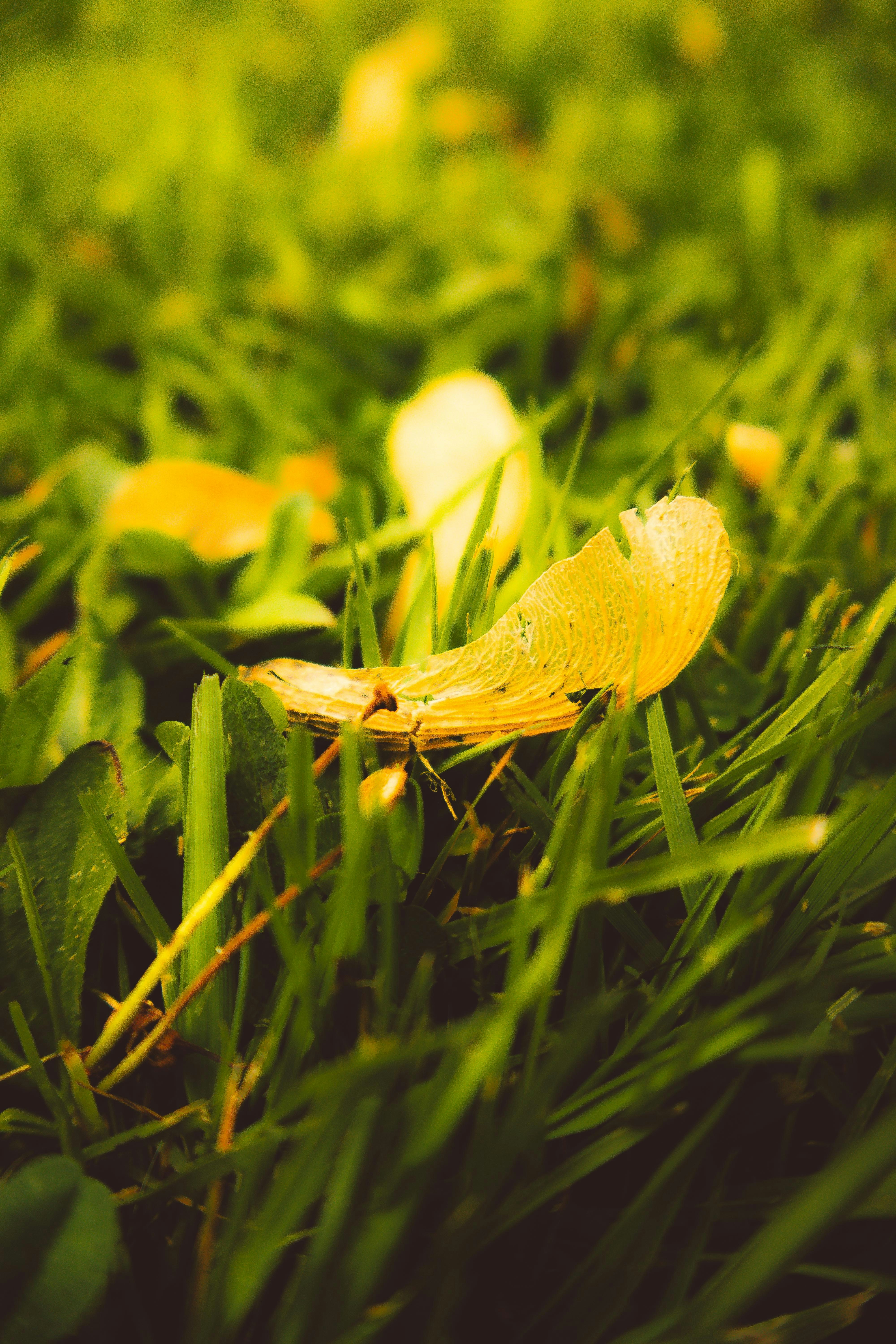 Whispers of Autumn: A Fallen Leaf's Journey