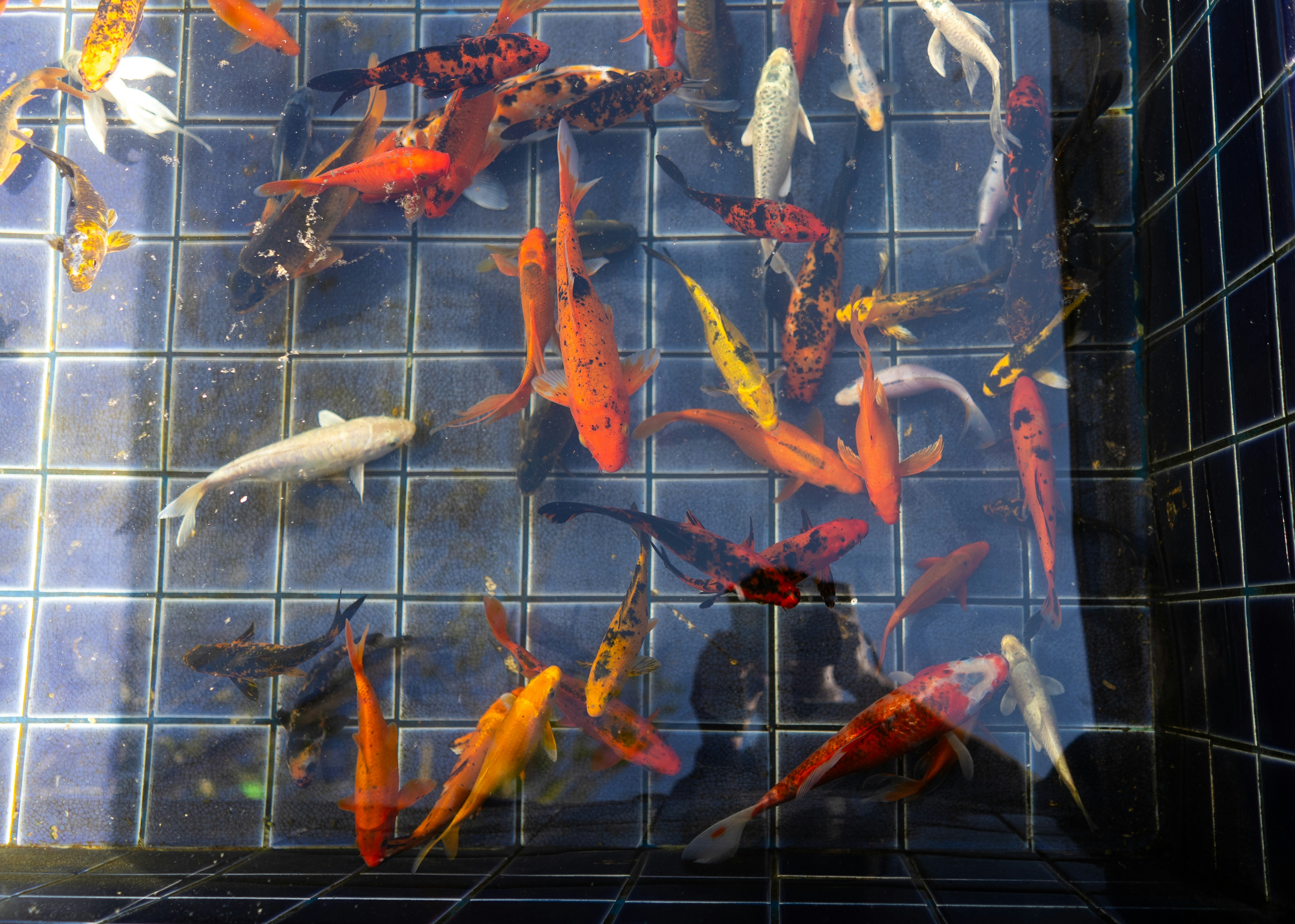 Harmony Beneath the Surface: A Koi's Dance