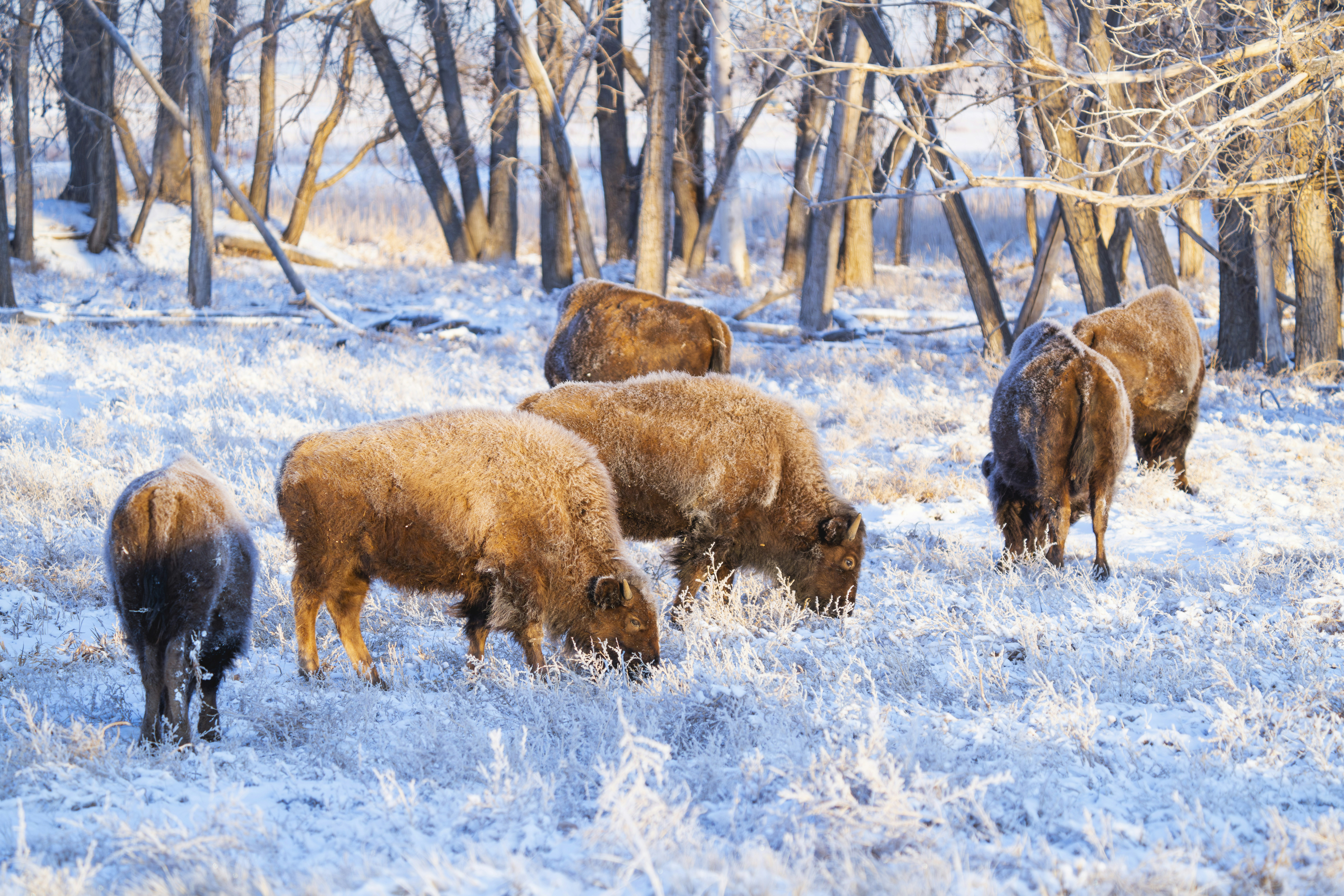 Snowlit Meadow Herd: Bison Grazing Beneath Frosted Woods