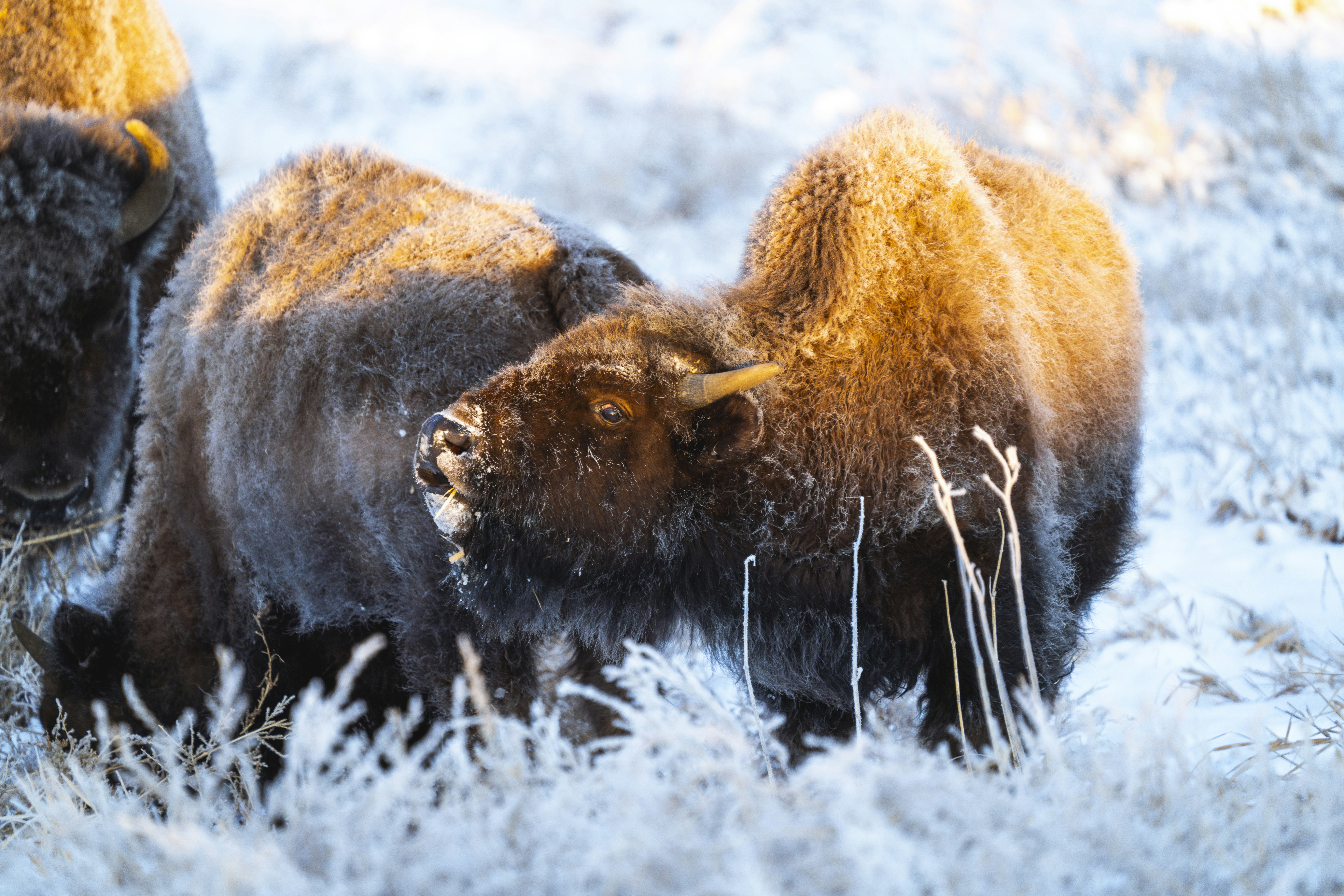 Bison graze in a field covered in frost. photo – Free Winter Image on ...
