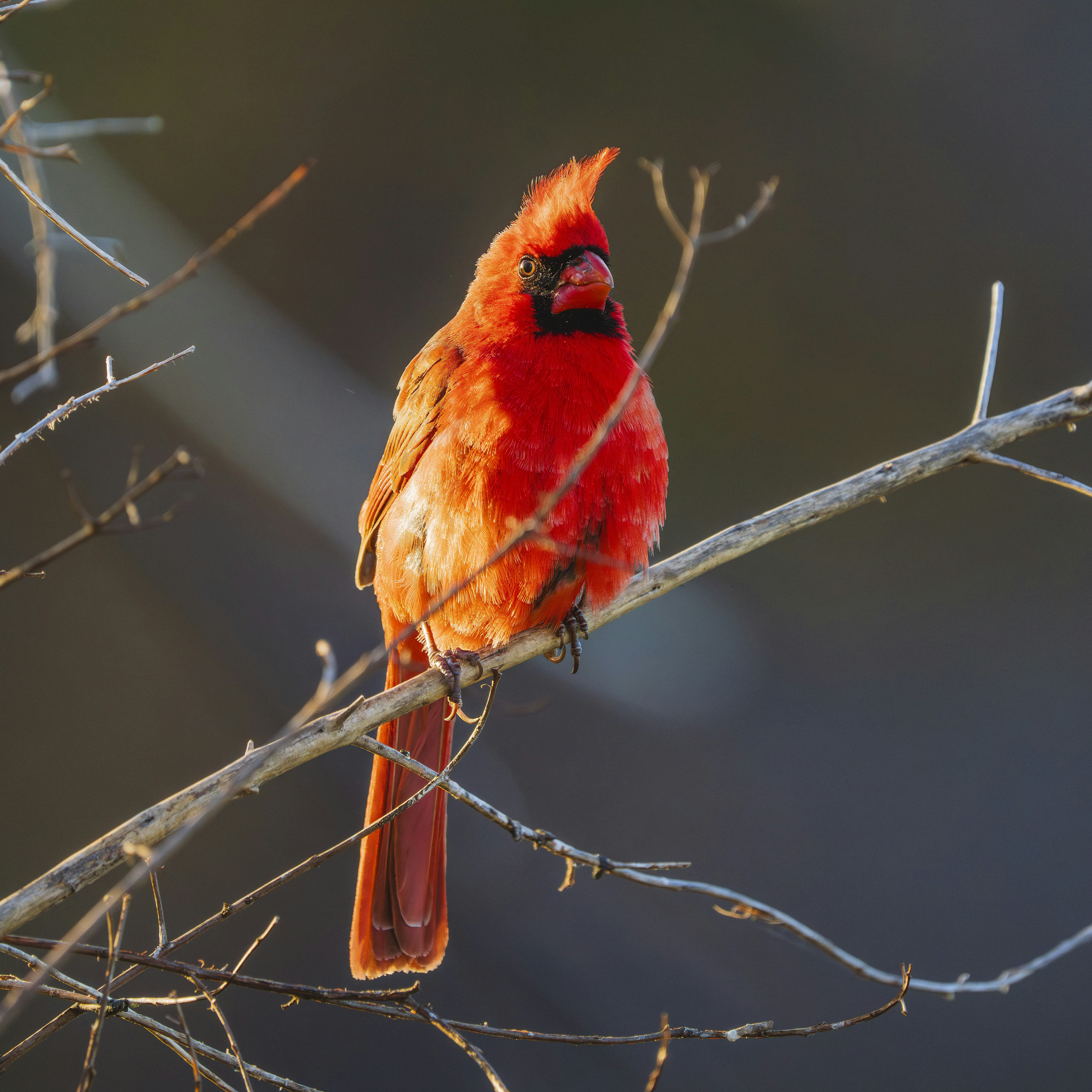 Photo By: 📸 Ben Kelsey, Founder & President with We Care Wild Mission Impact: This photograph was captured as part of We Care Wild’s mission to promote wildlife conservation and raise awareness of the importance of biodiversity. Every image helps tell the story of our planet’s diverse ecosystems and the need for sustainable practices to protect them. Website & Social Media: 🌍 Learn more about our work: wecarewild.org 📲 Follow us on social media for more wildlife photography and conservation stories.