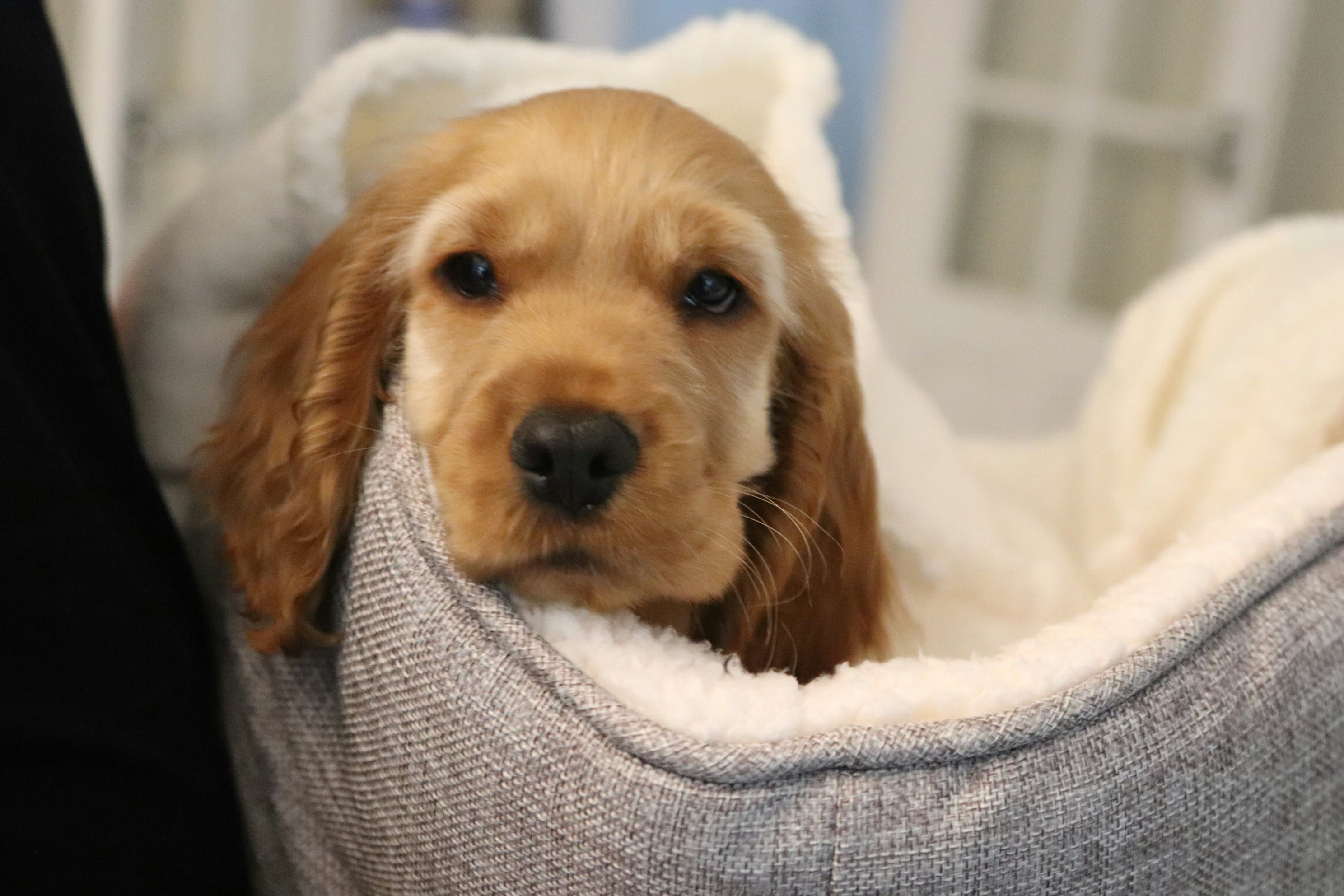 A golden cocker spaniel nestled comfortably in a soft blanket, gazing curiously at the viewer. The warm tones and gentle textures create a serene atmosphere.