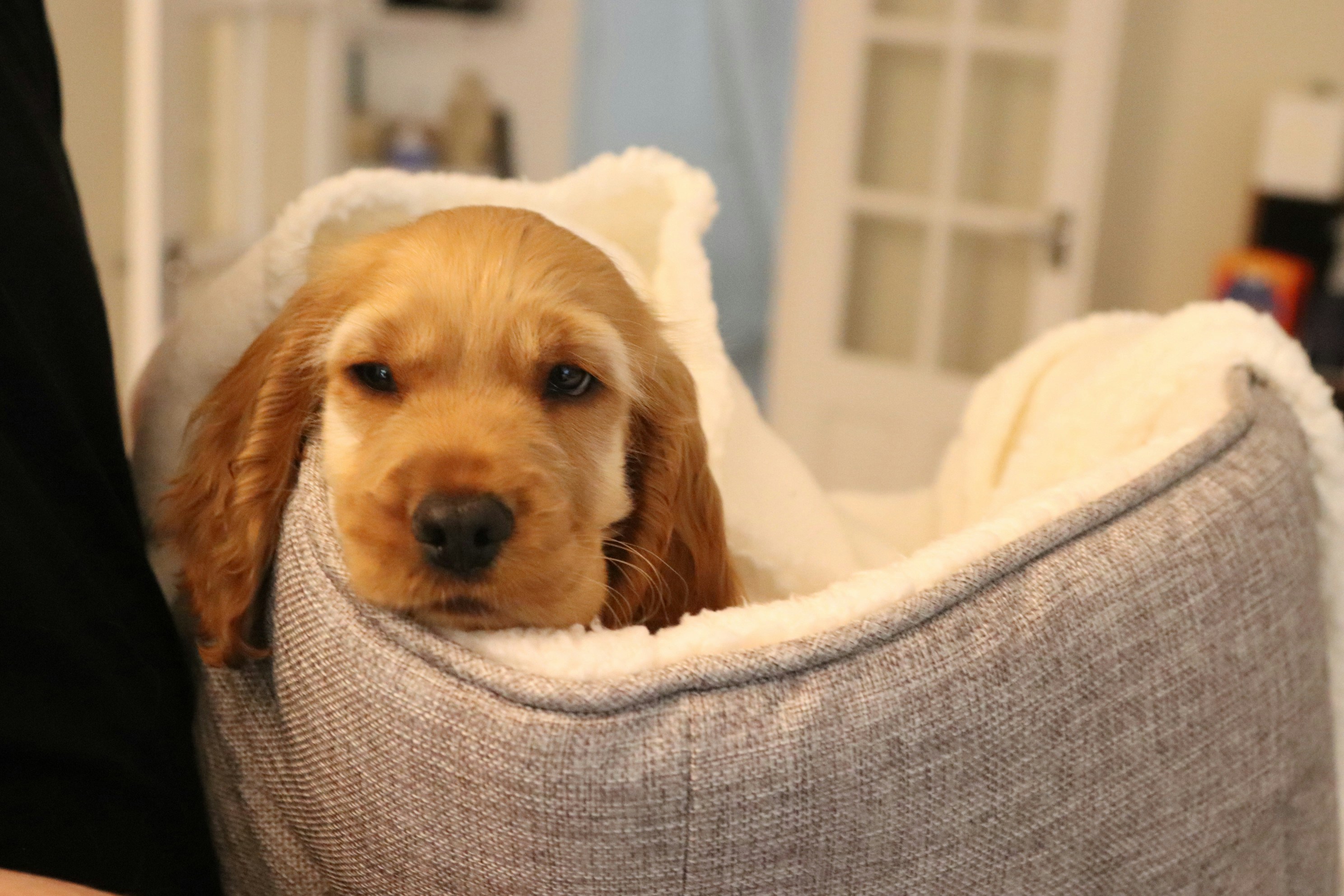 Cozy puppy resting comfortably in its bed. photo – Free Woman Image on ...