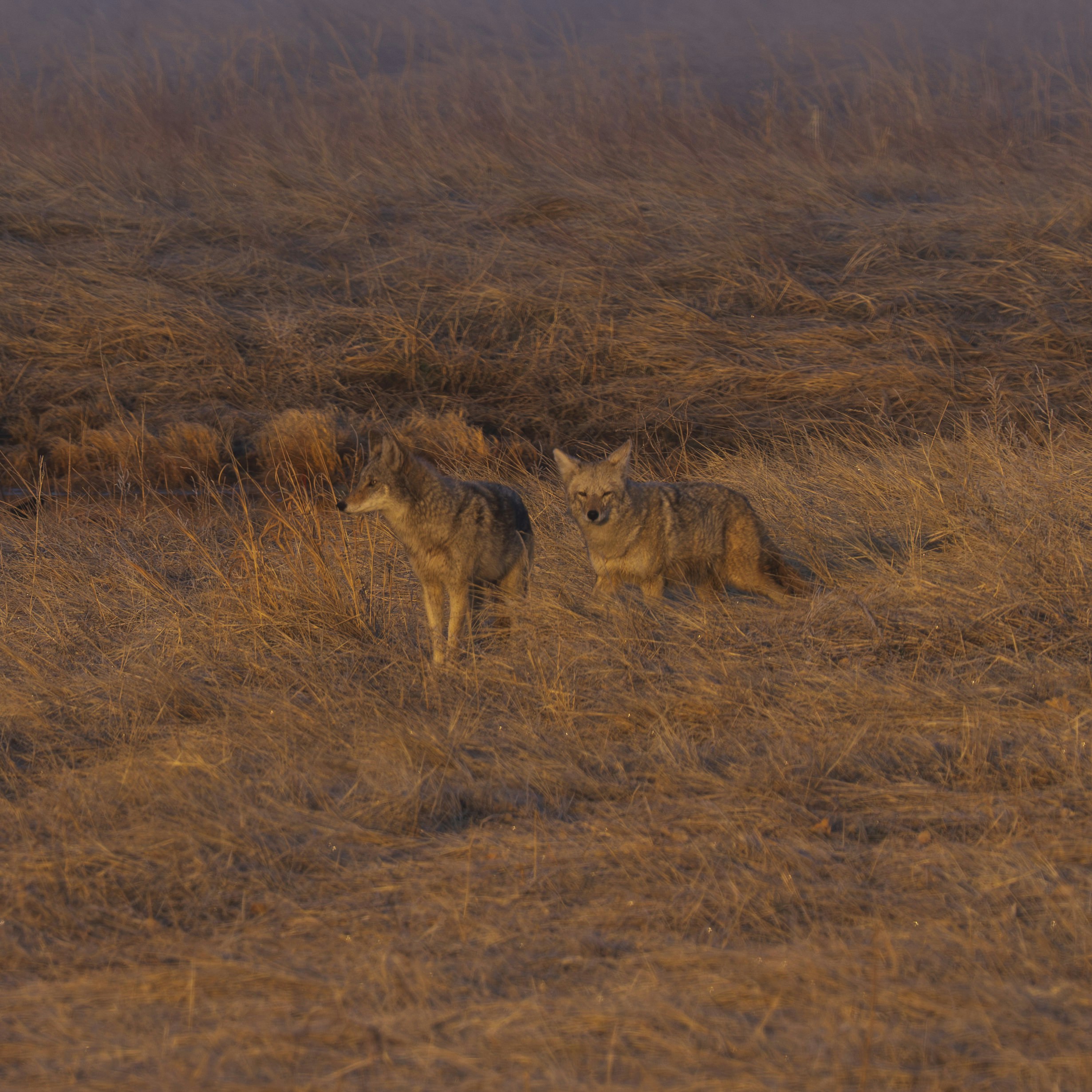 Twilight Companions in the Golden Grasses