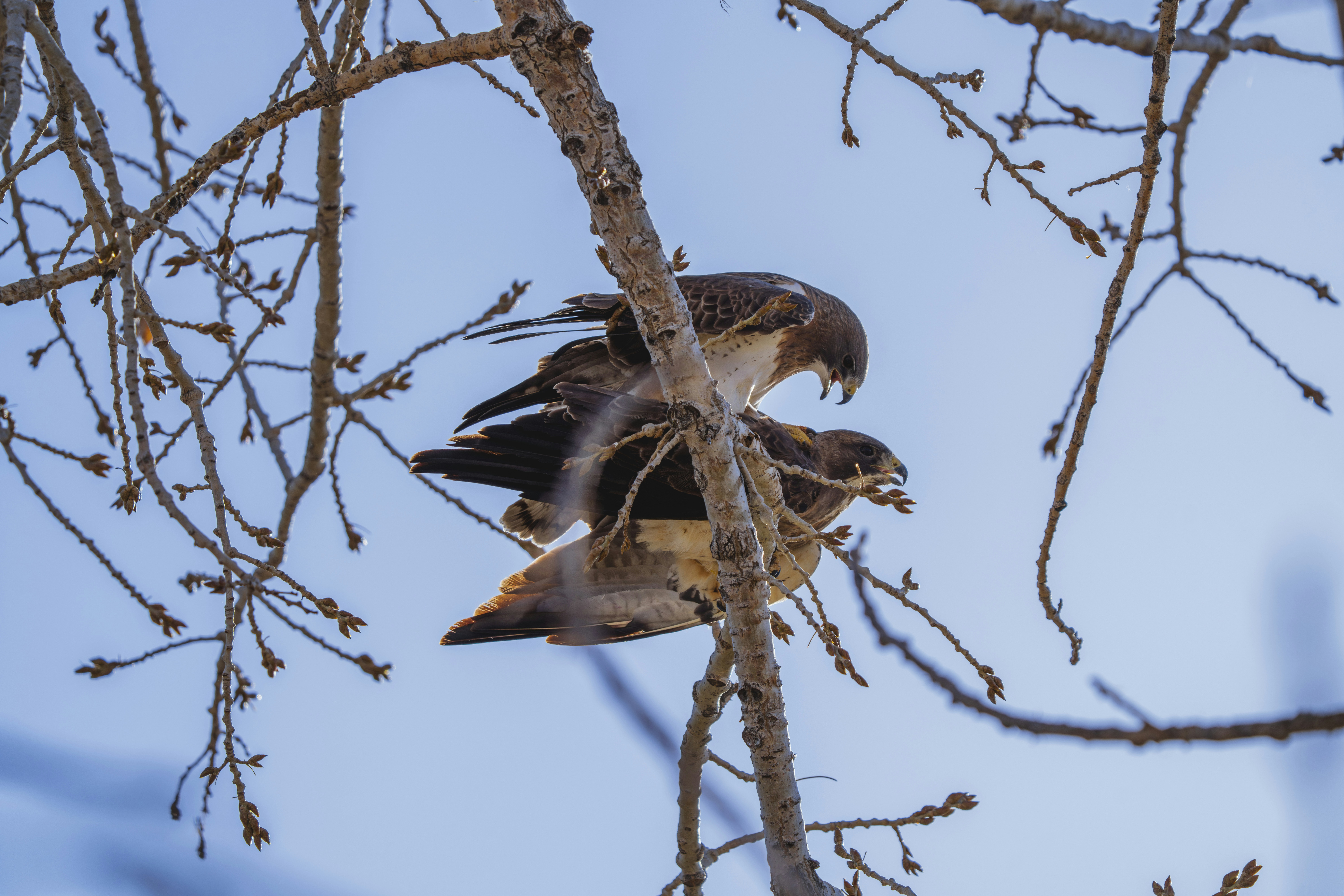 Pair of Raptors in Quiet Interaction on Bare Winter Branches