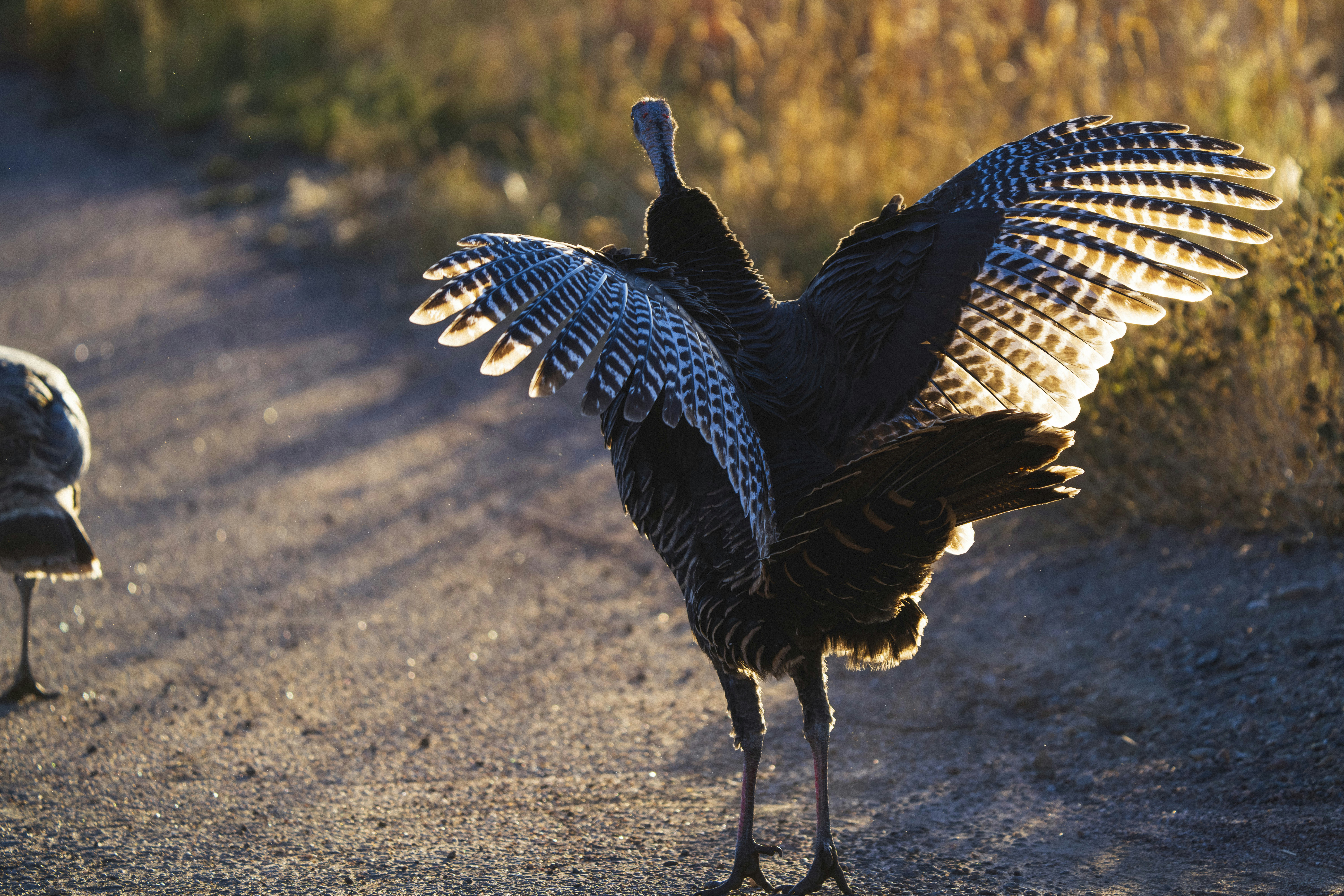 Spread-Wing Moment on a Gravel Trail at Golden Hour