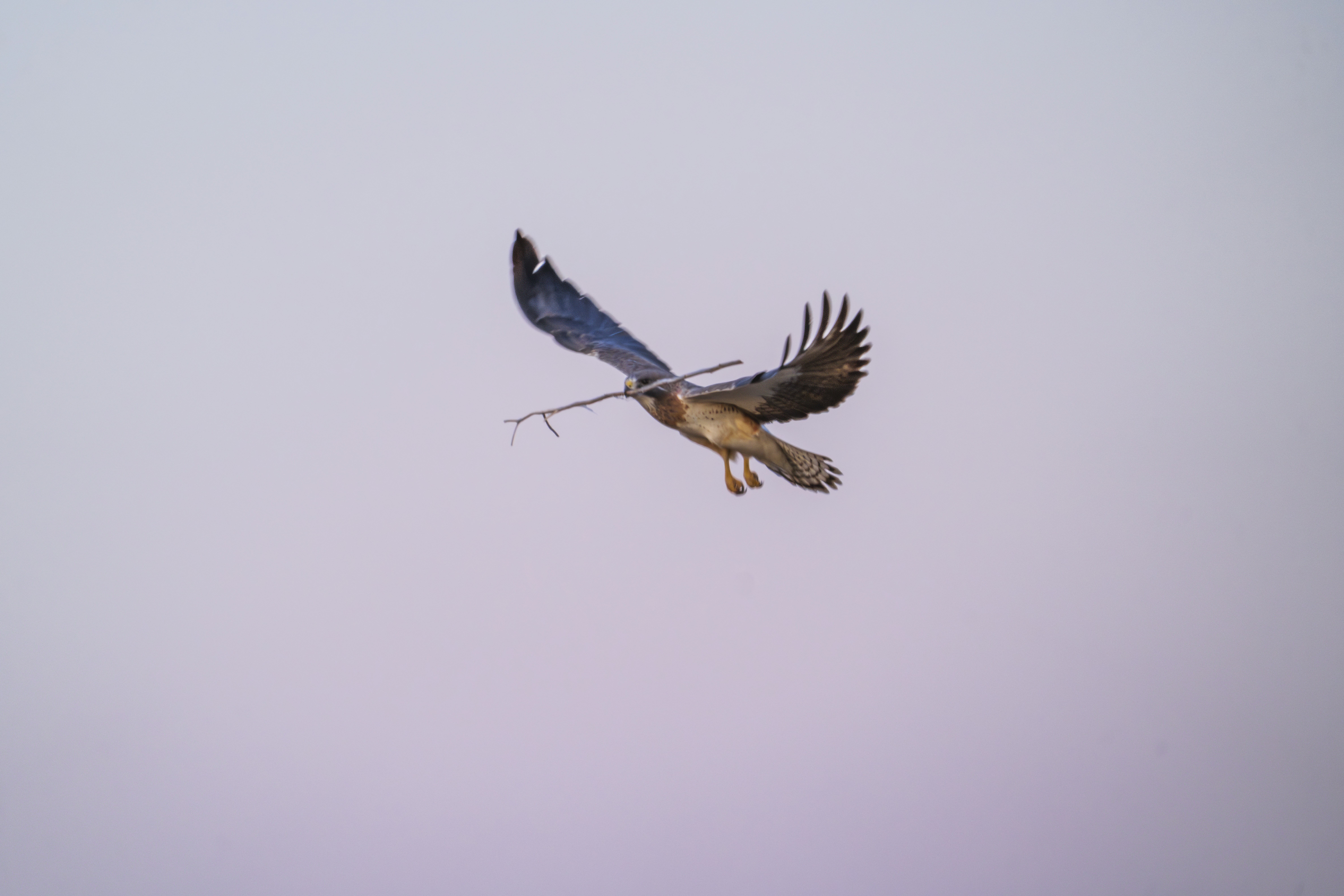 Aerial Architect: The Bird's Building Quest