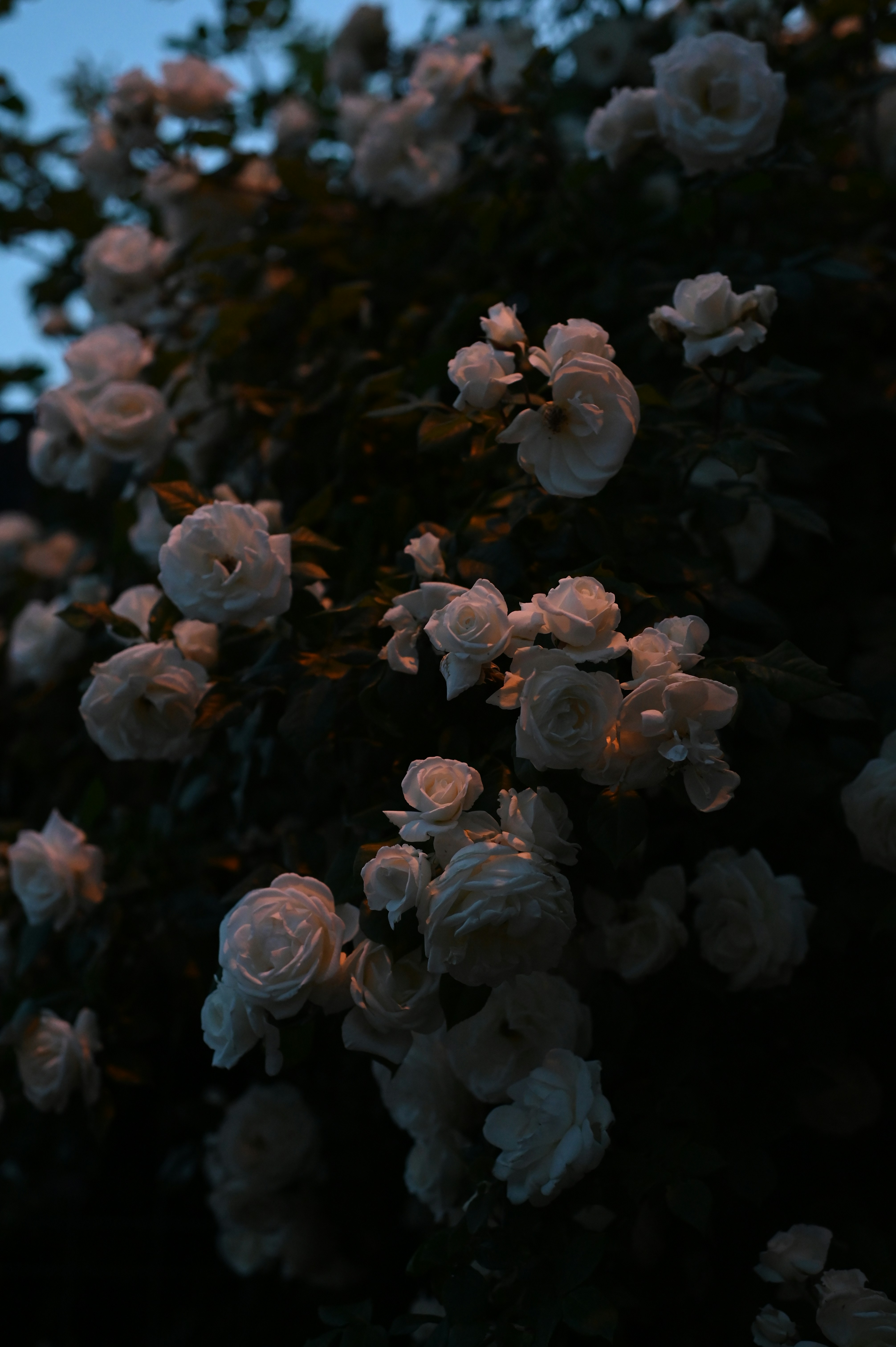 Whispers of Twilight Blooms