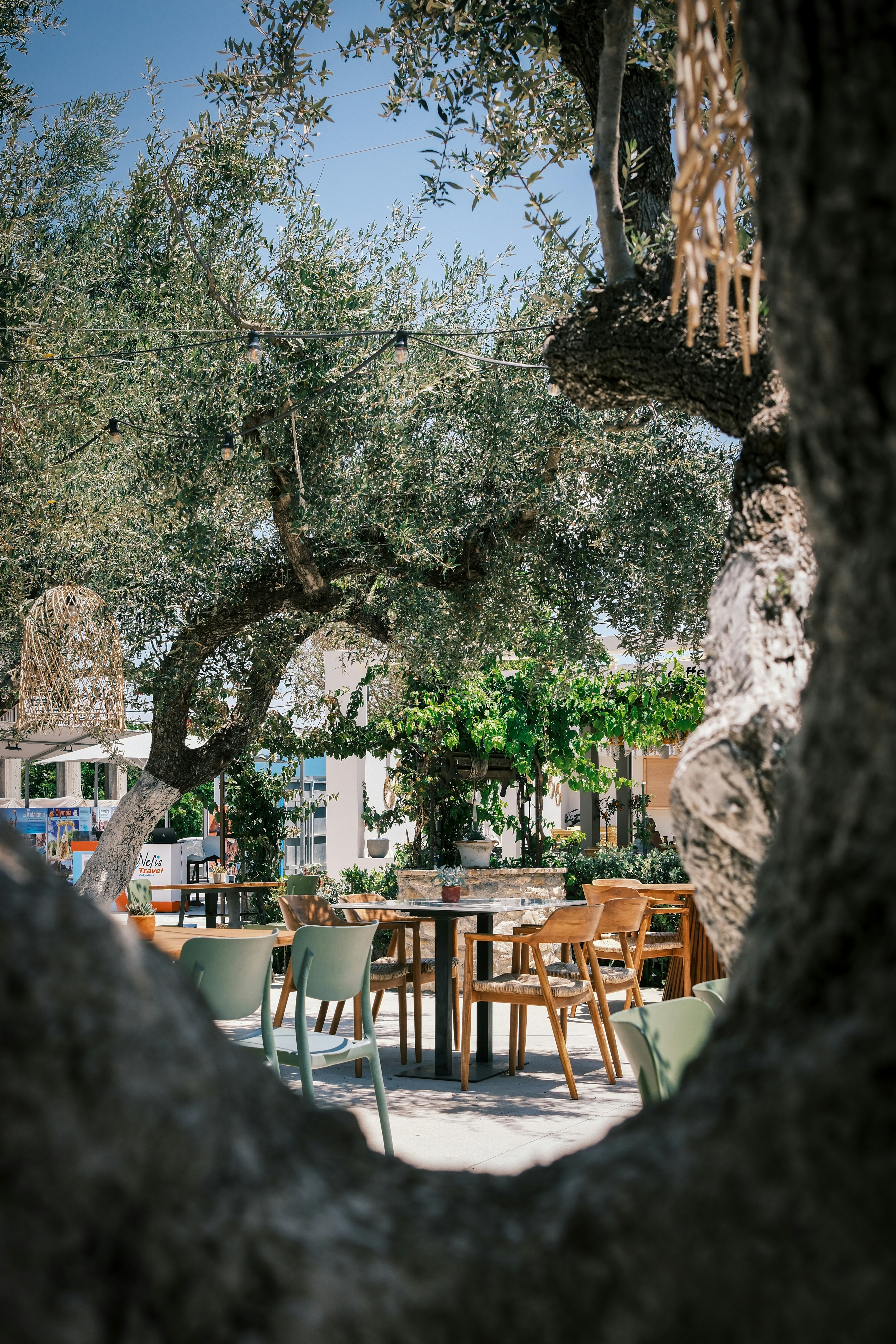  courtyard café through an olive tree aperture at midday