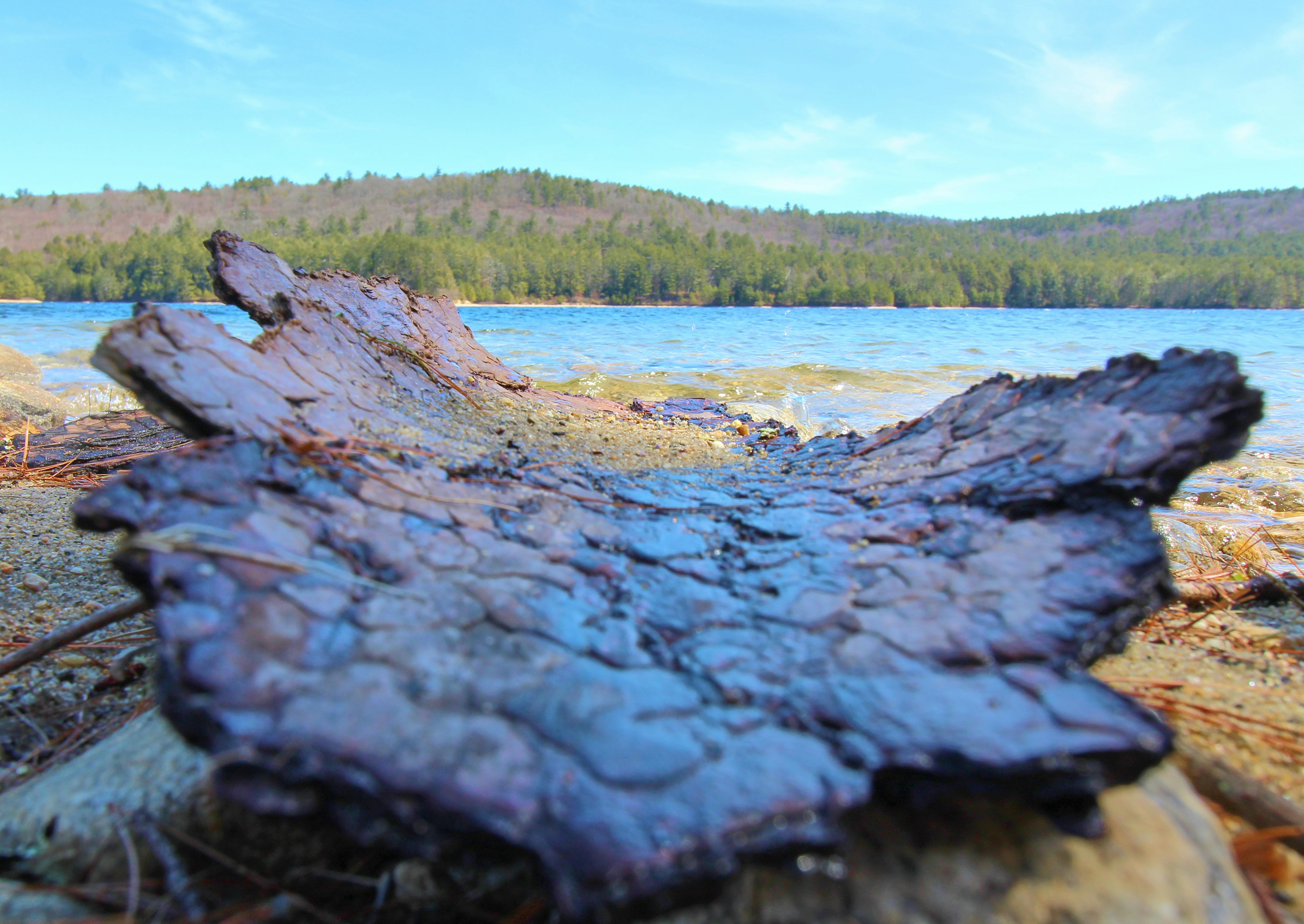 Charred Driftwood Framing the Quiet Lake