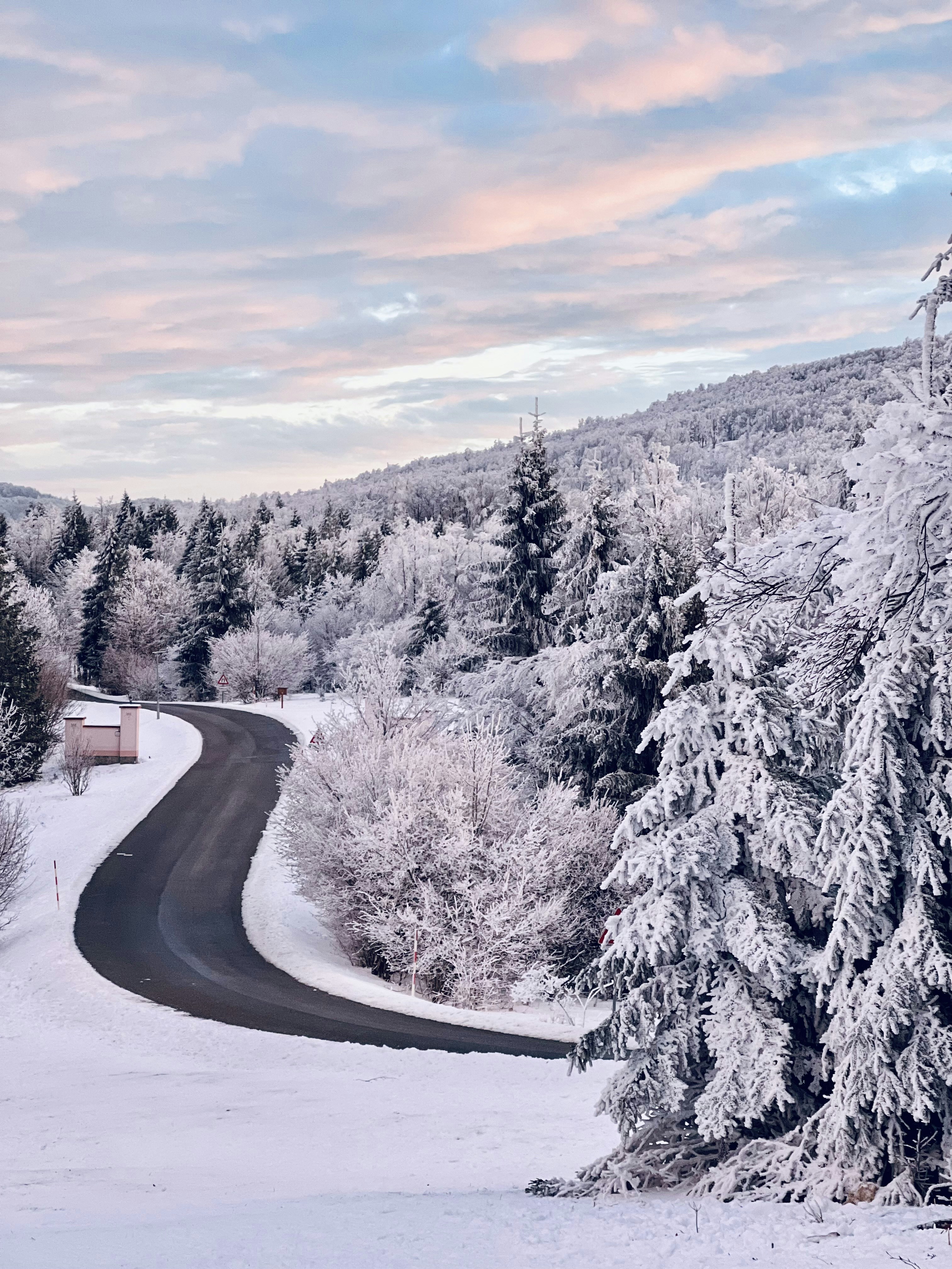 Snowbound Curve: A Quiet Road Through Frosted Pines