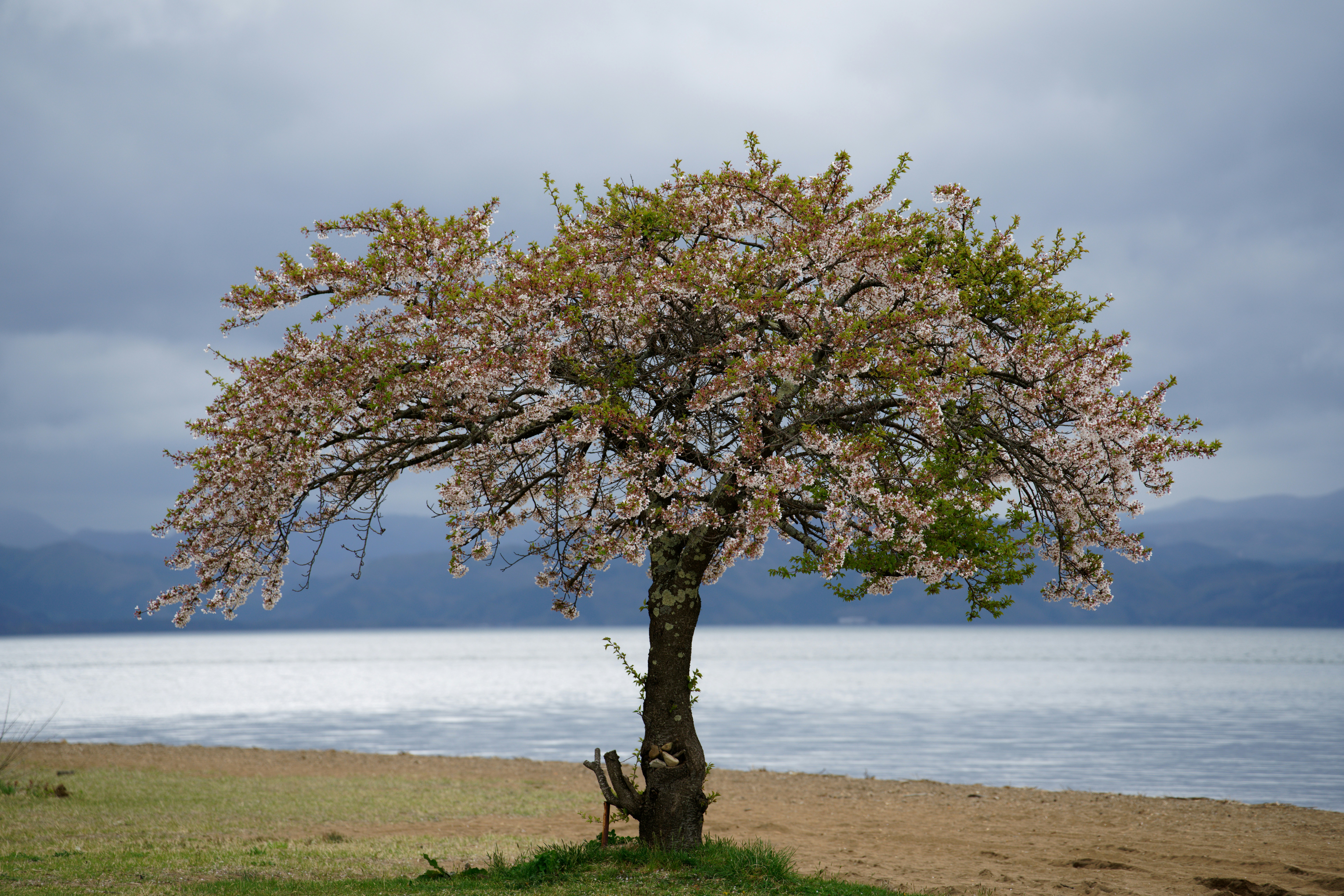 Lakeside Cherry: A Lone Bloom Standing Tall Against Distant Mountains