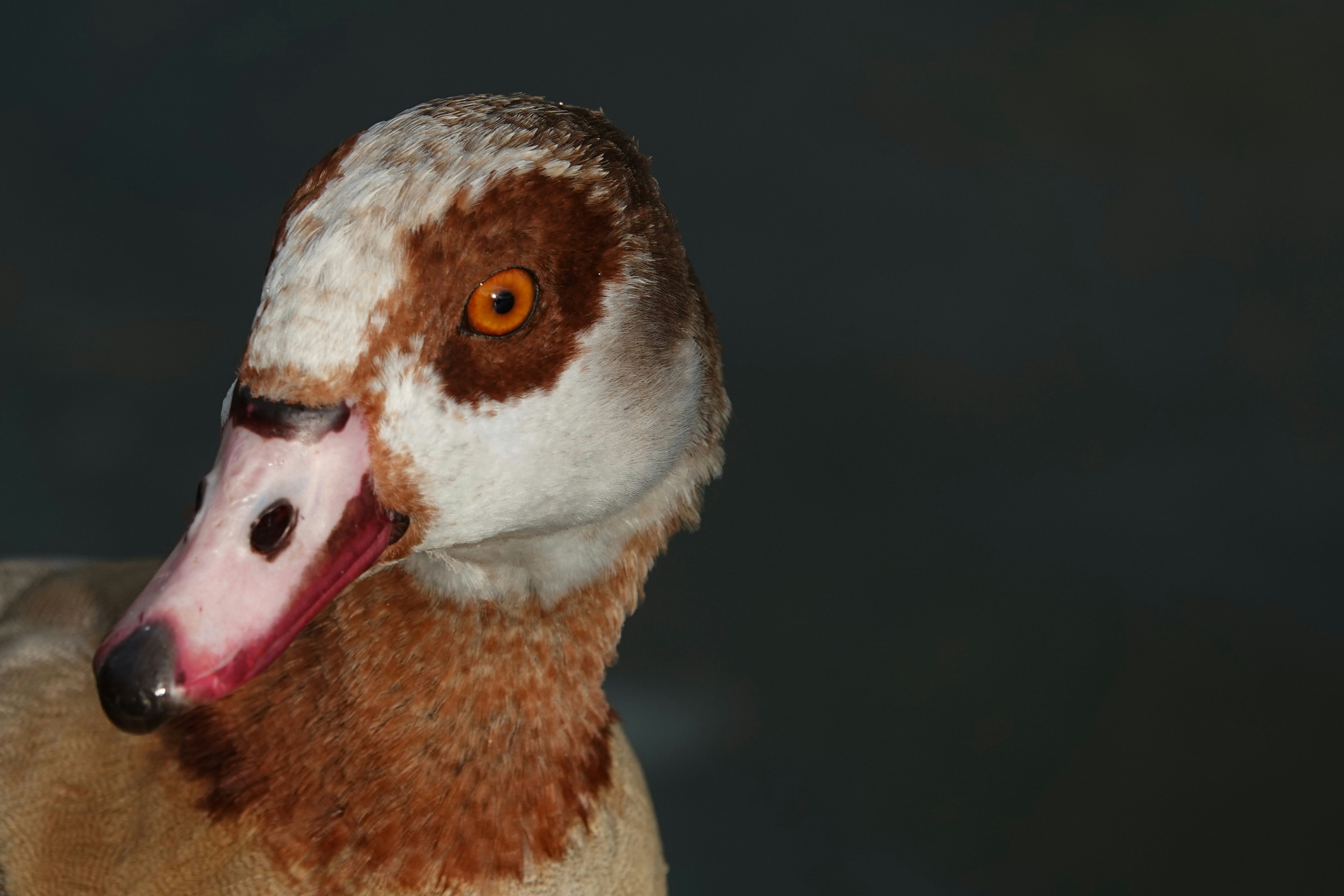 Gilded Iris: close-up duck portrait in moody light