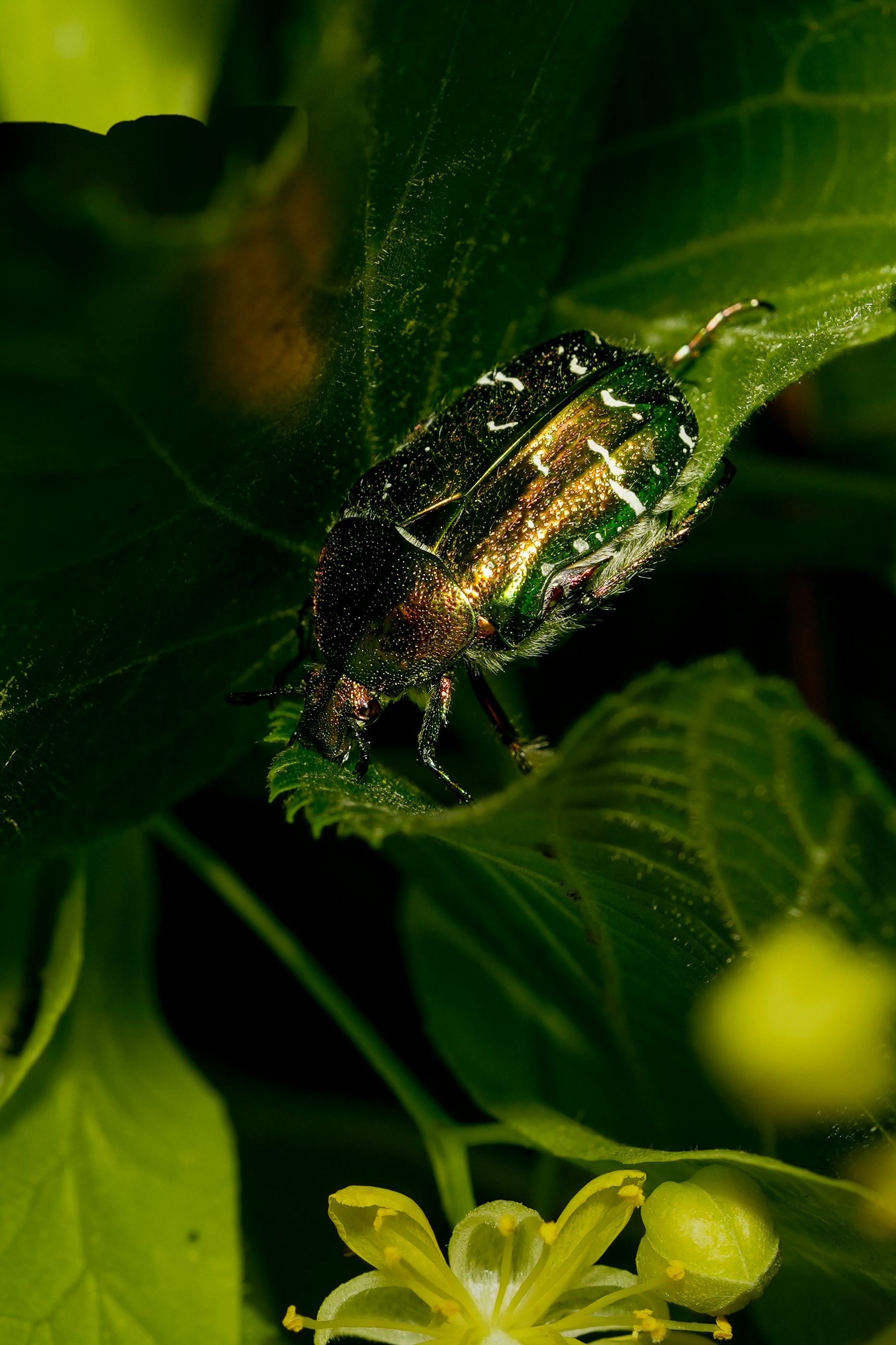 A colorful beetle rests on a green leaf.
