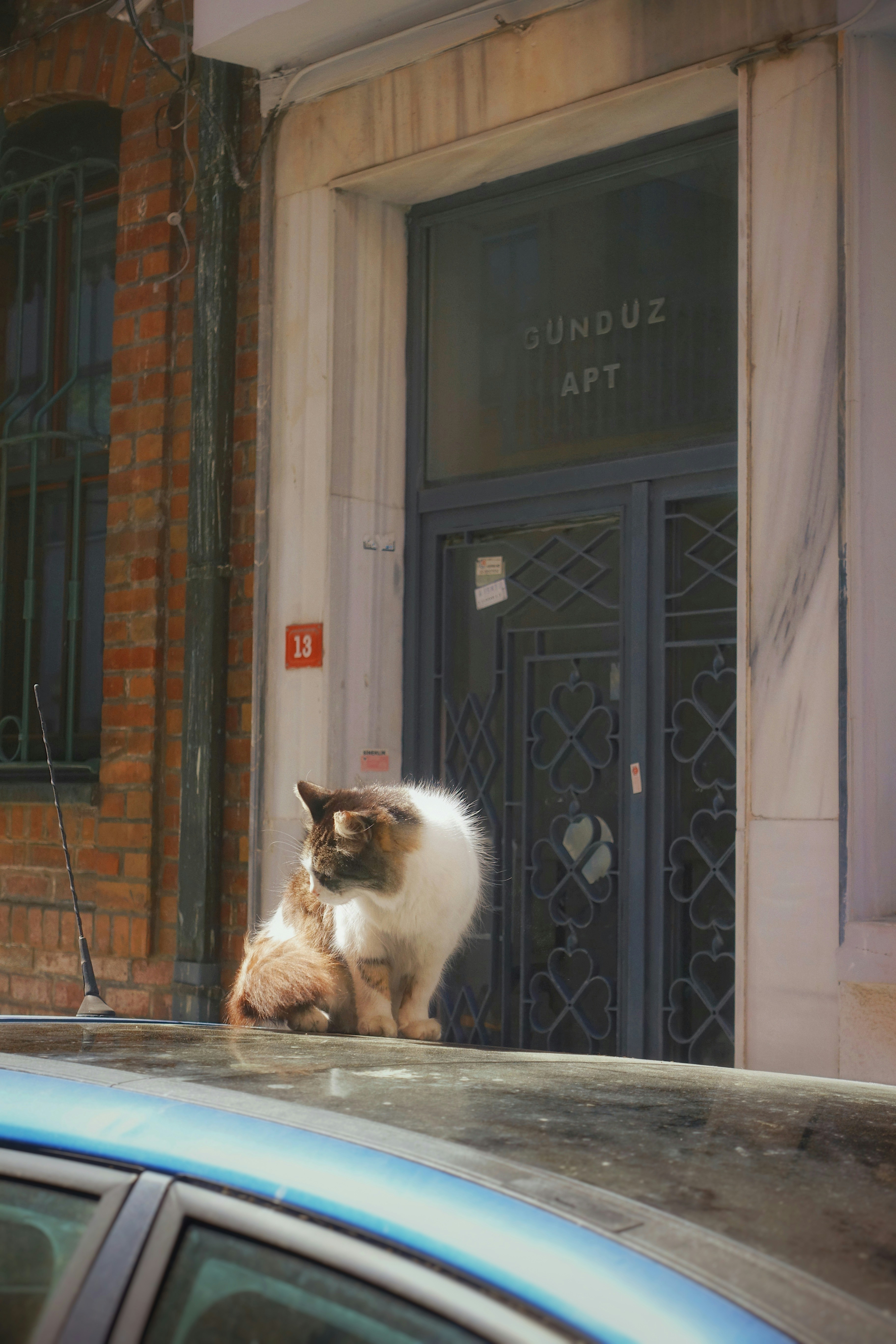Sunlit Street Cat on a Car Hood by a Marble-Faced Doorway