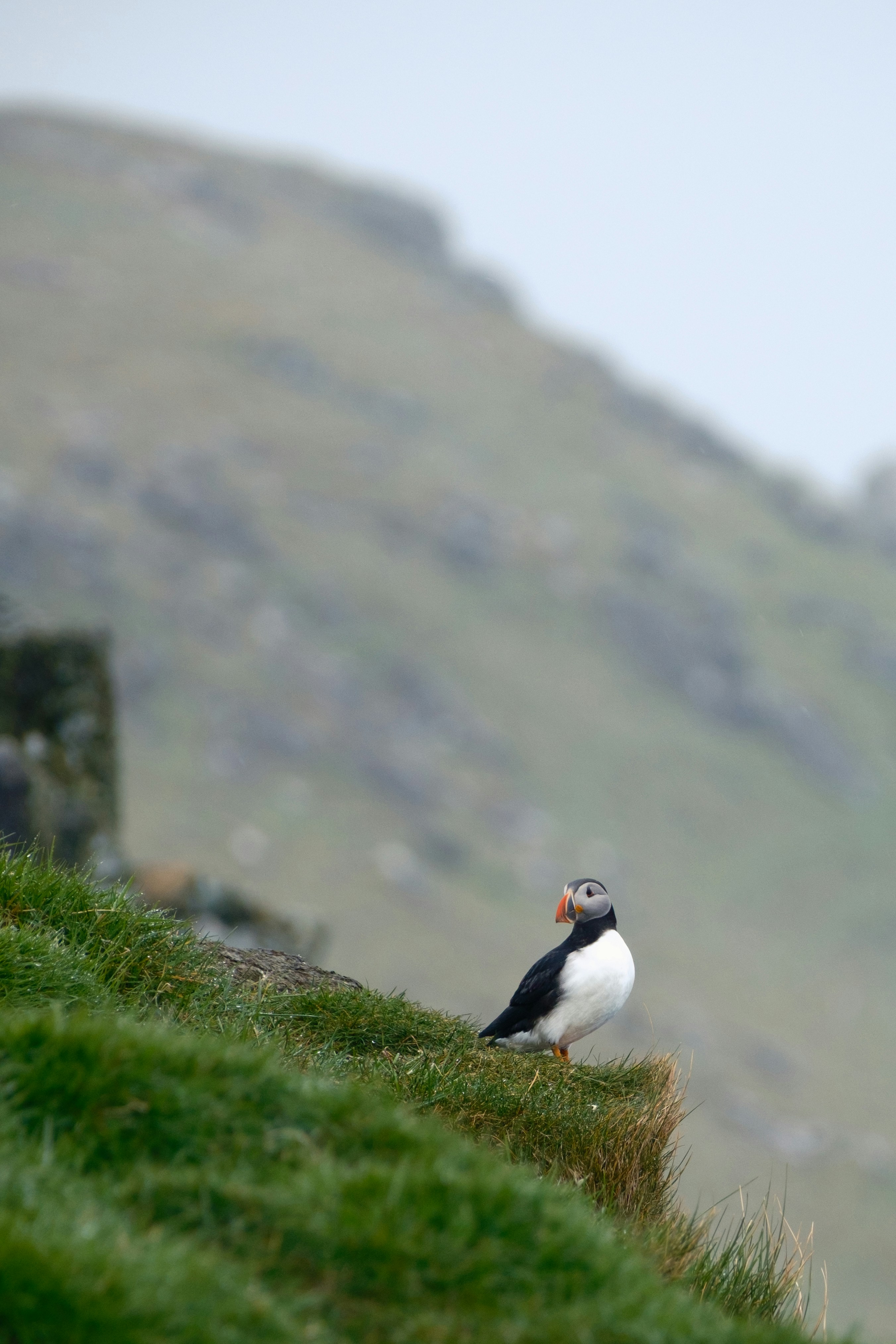 Cliffside Puffin: A Windward Watcher on the Moor