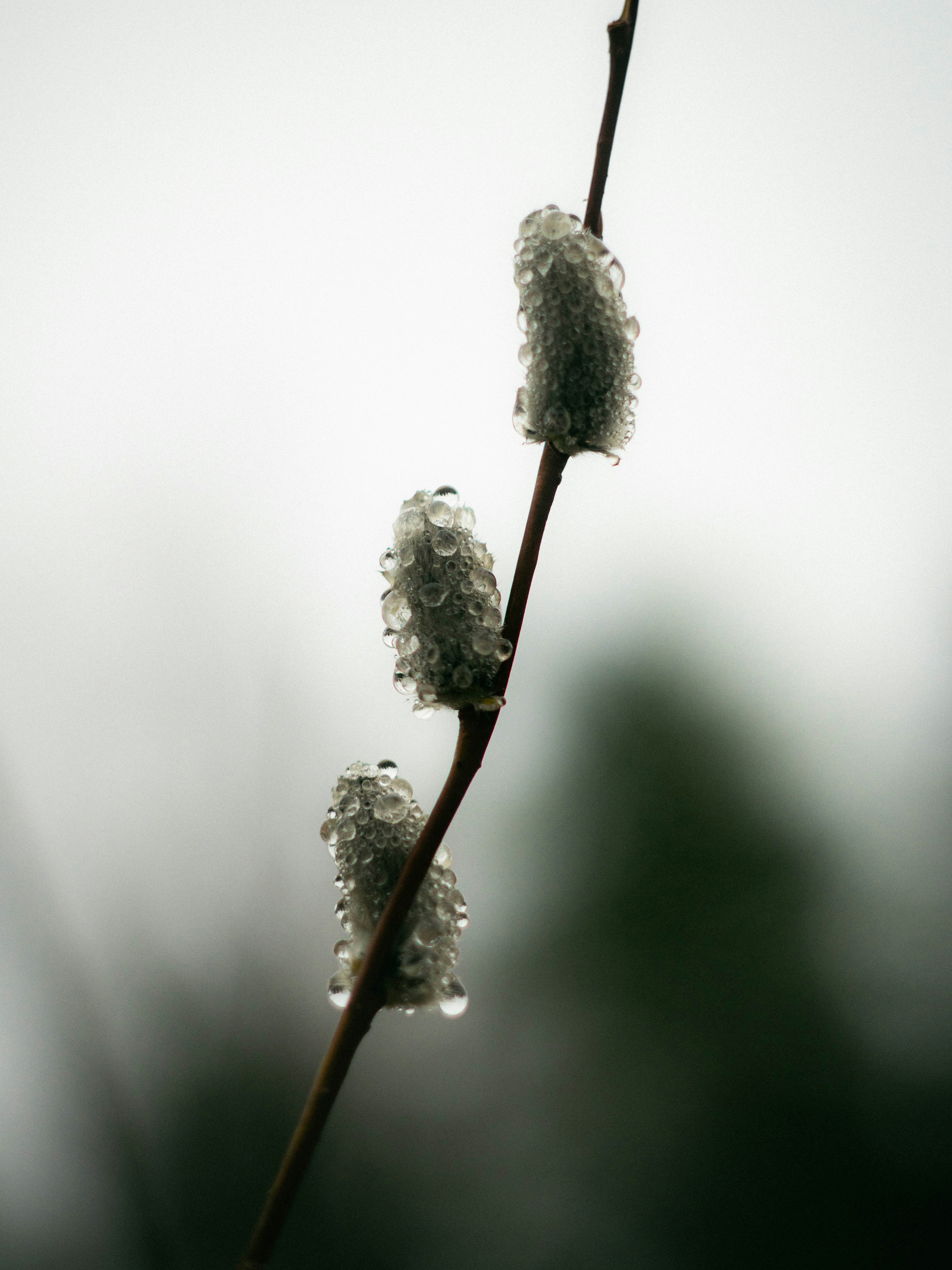 Nature's Crystal Adornments