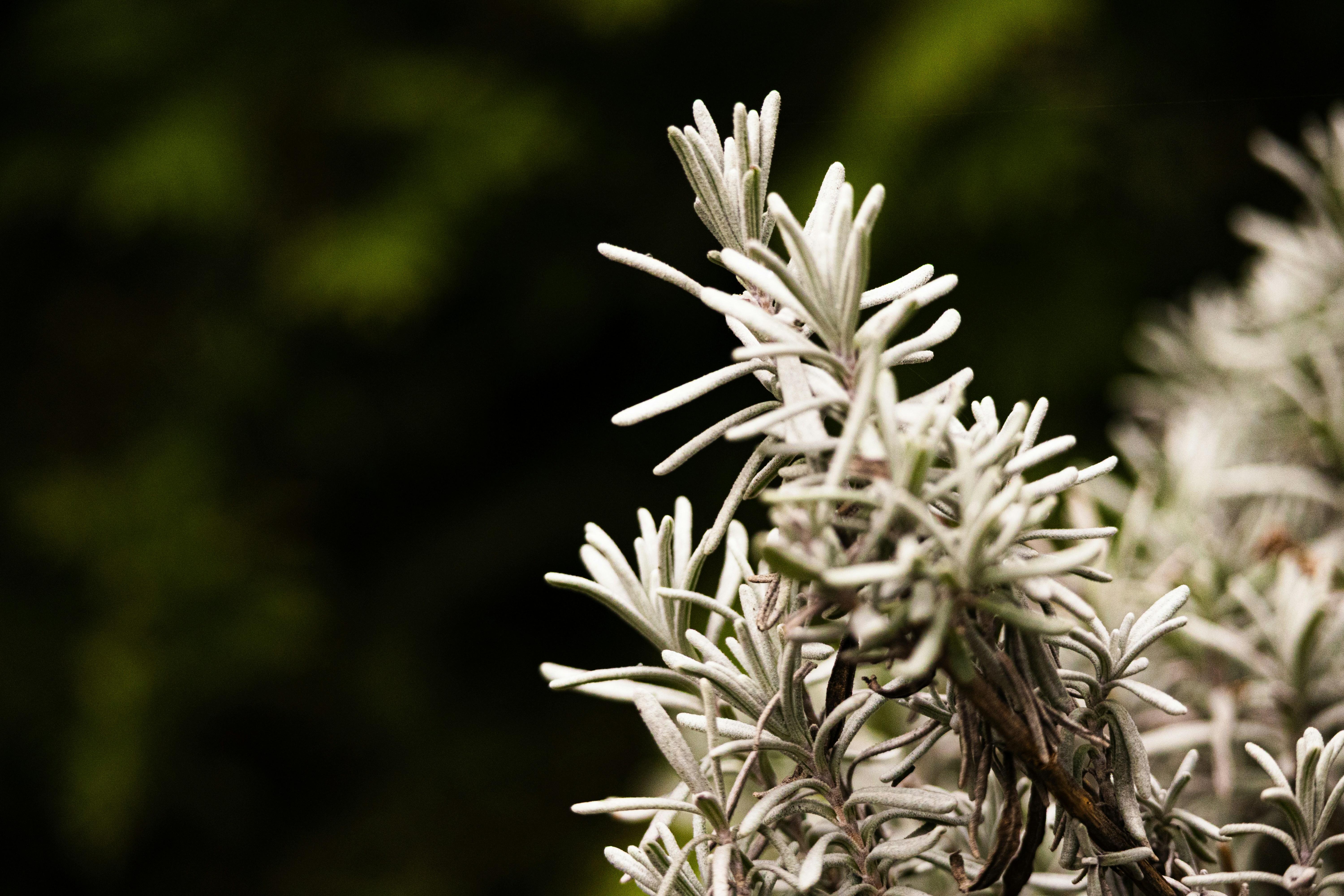 White-Needle Sage in Focus Against Evening Green