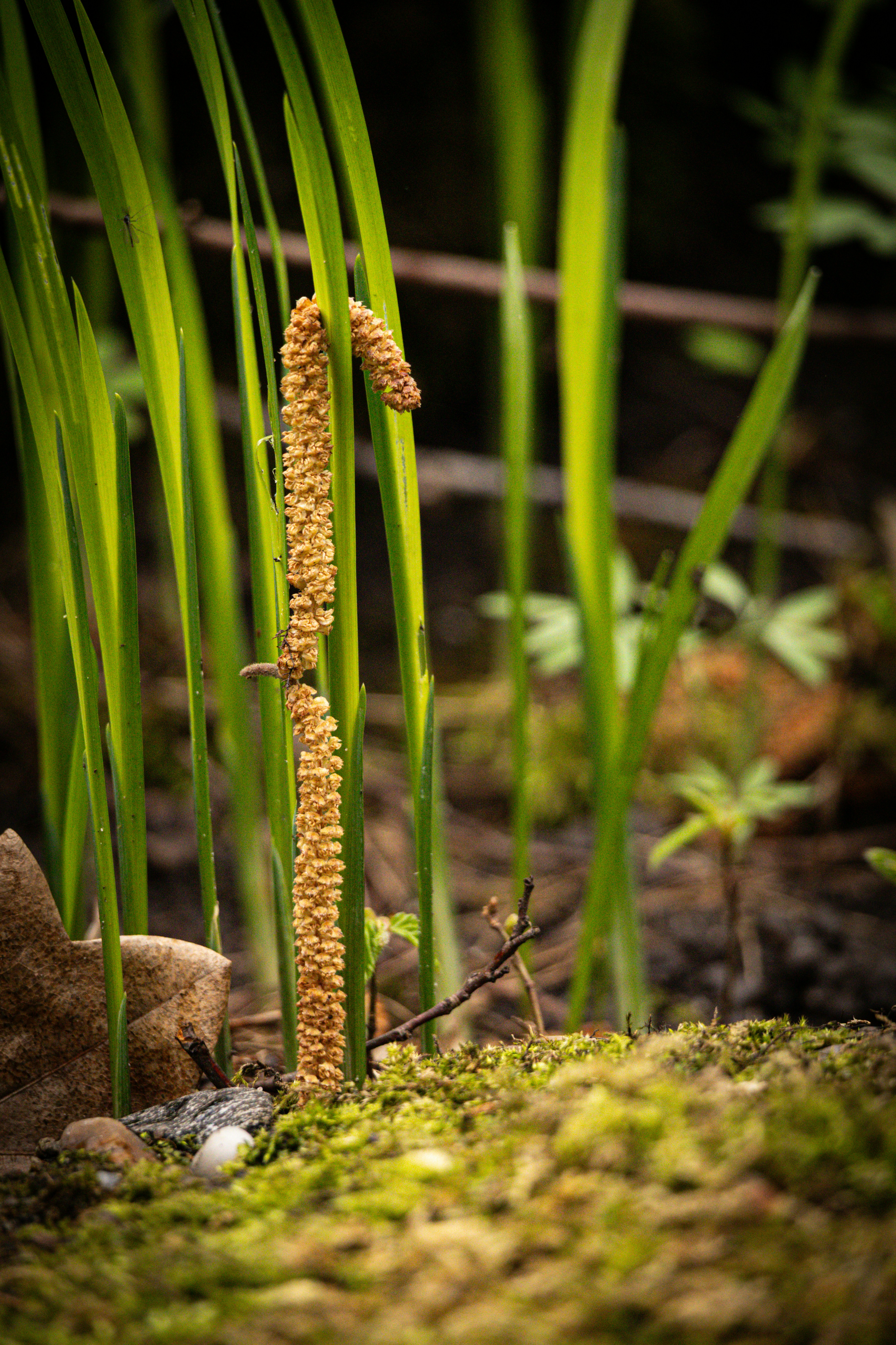 Curious Clubmoss Spike Emerging Among Green CatTails