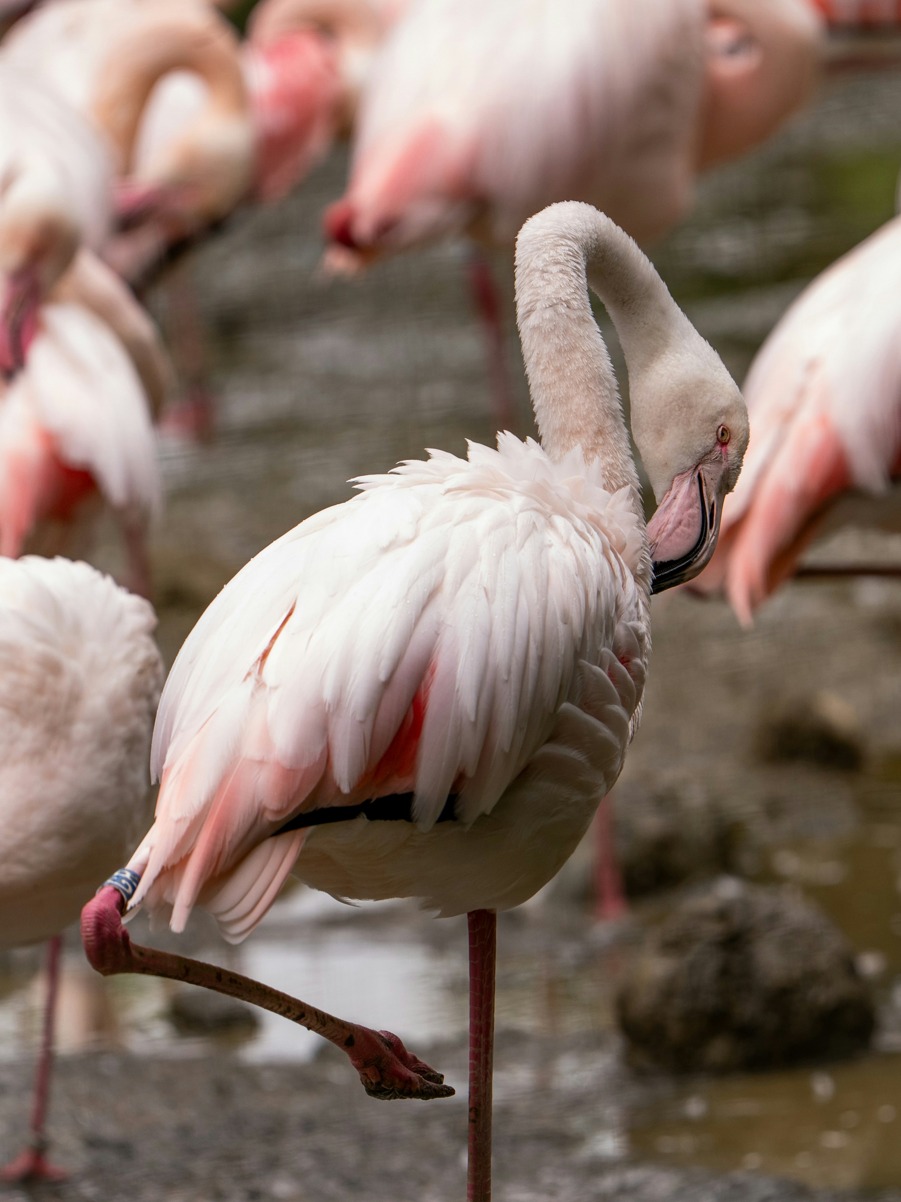 Flamingo cleaning itself in a flamboyance