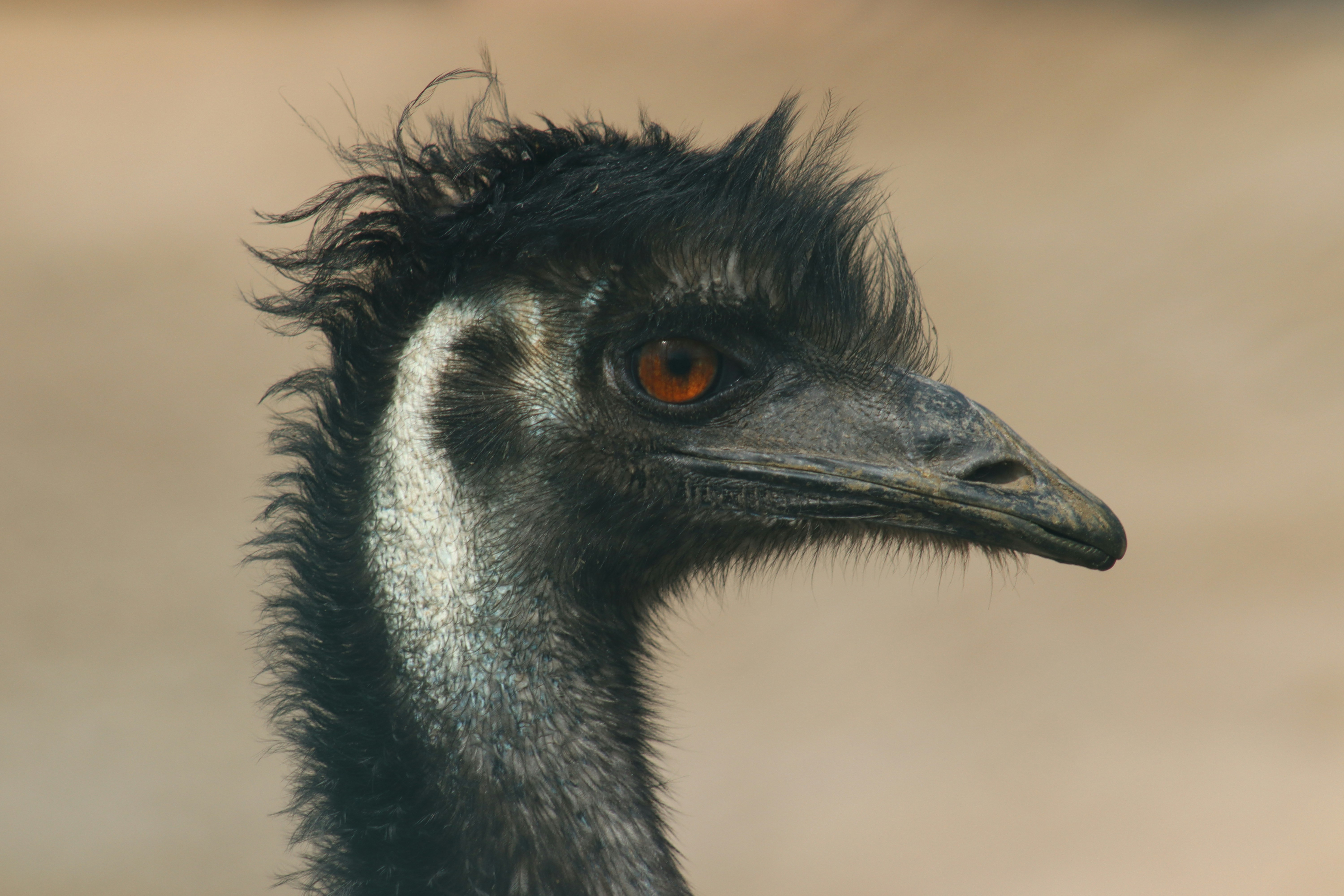 The Enigmatic Gaze of the Emu