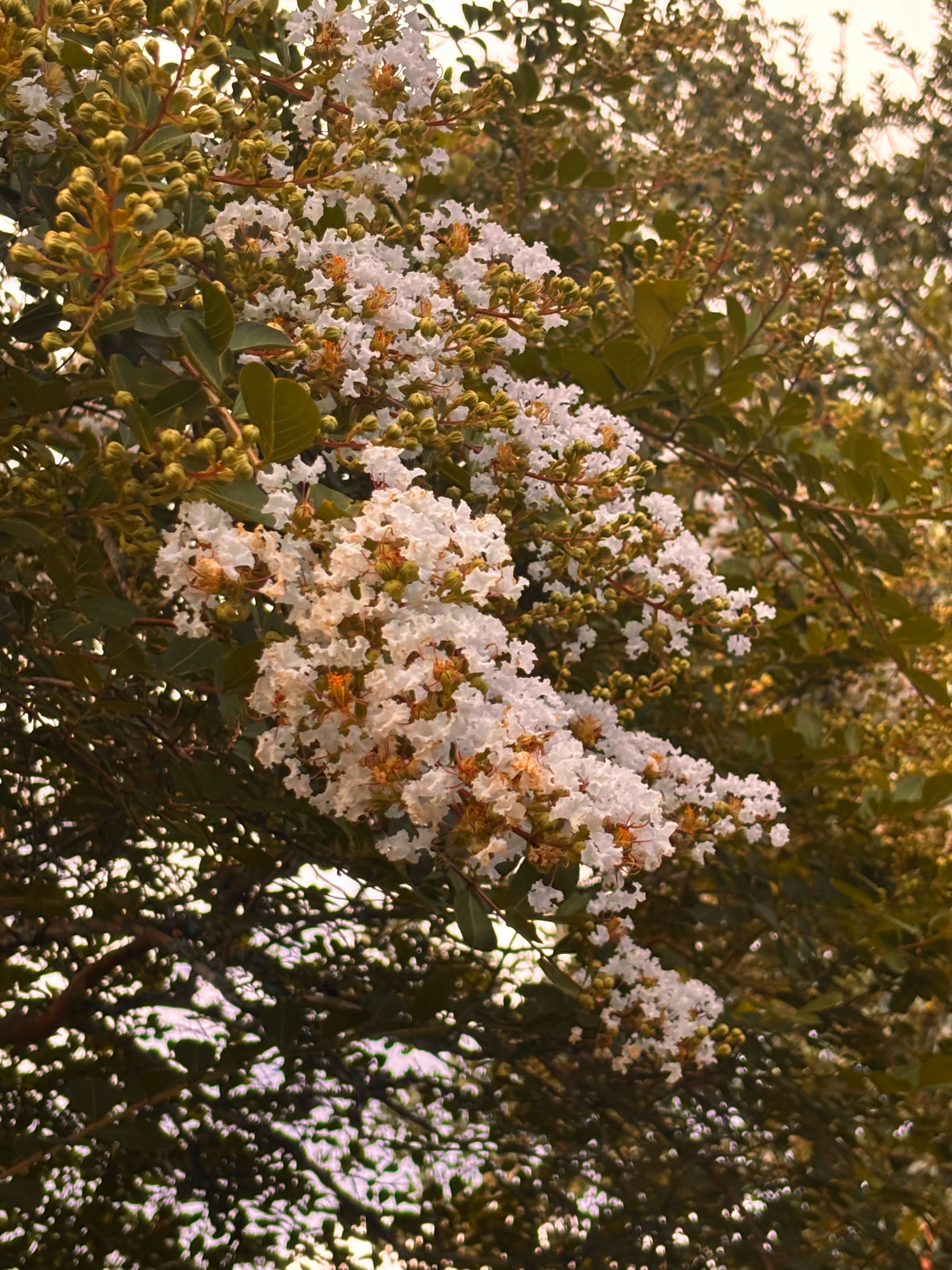 Amber-touched Snowflowers: A Sunlit Cascade on a Leafy Branch