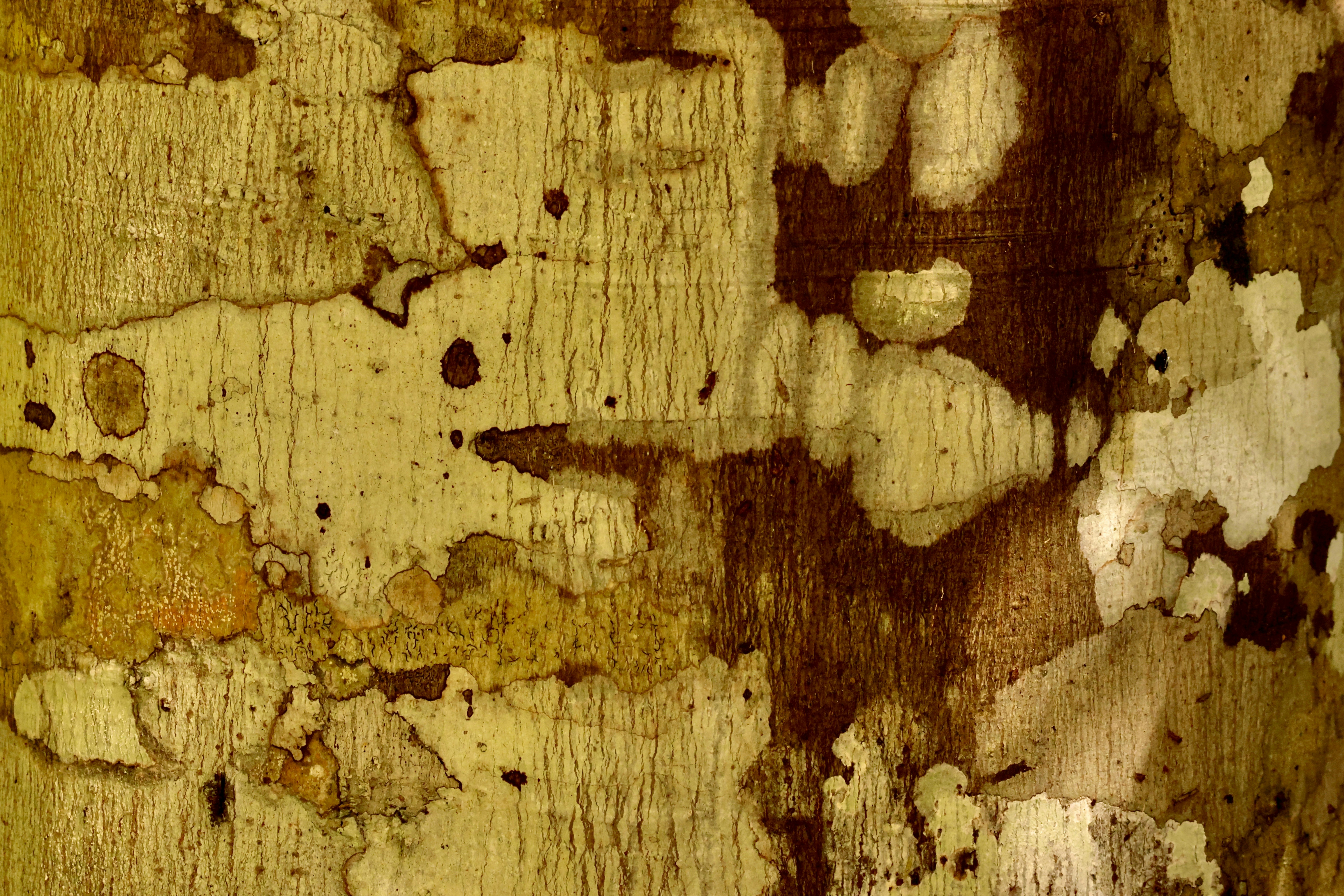 Close-up of textured bark on a tree.James Wainscoat