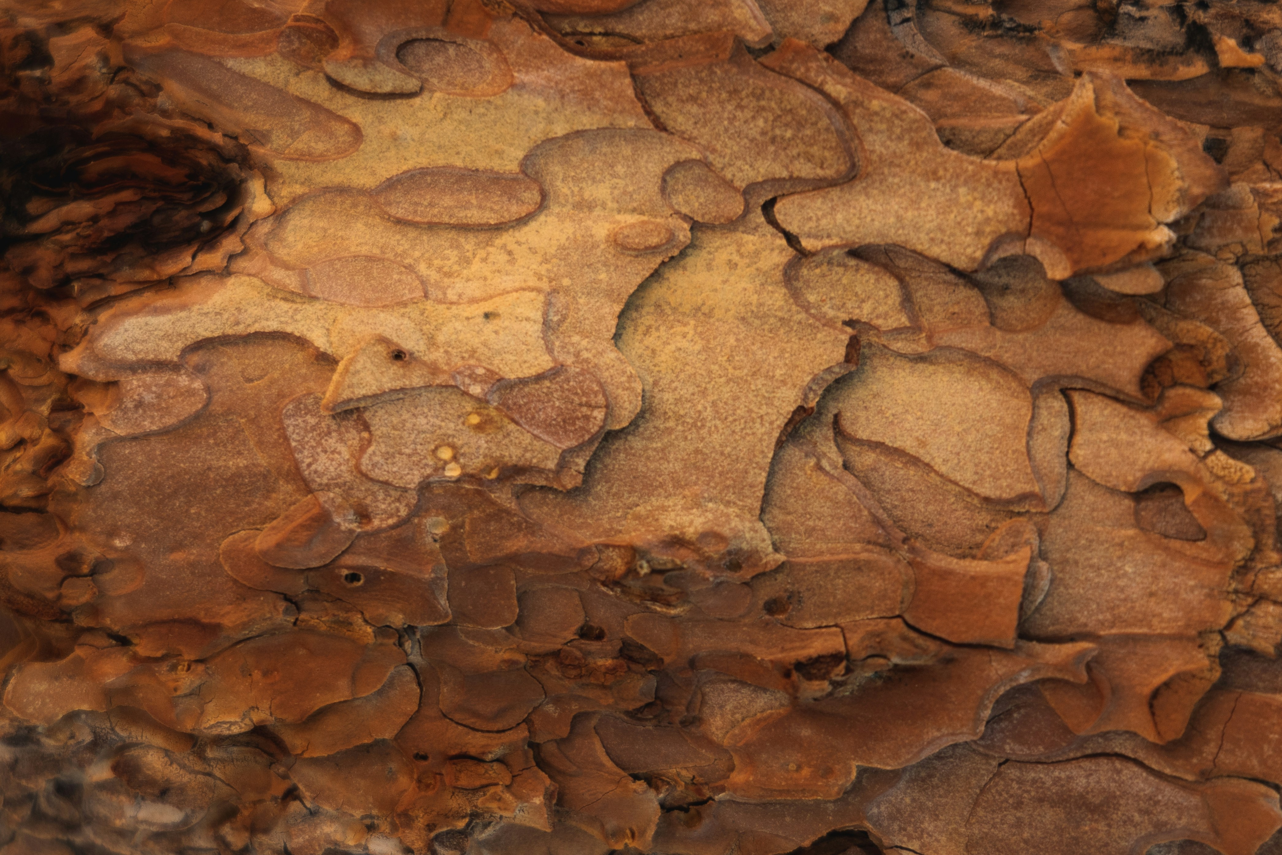 Tree bark displays a textured, weathered surface.